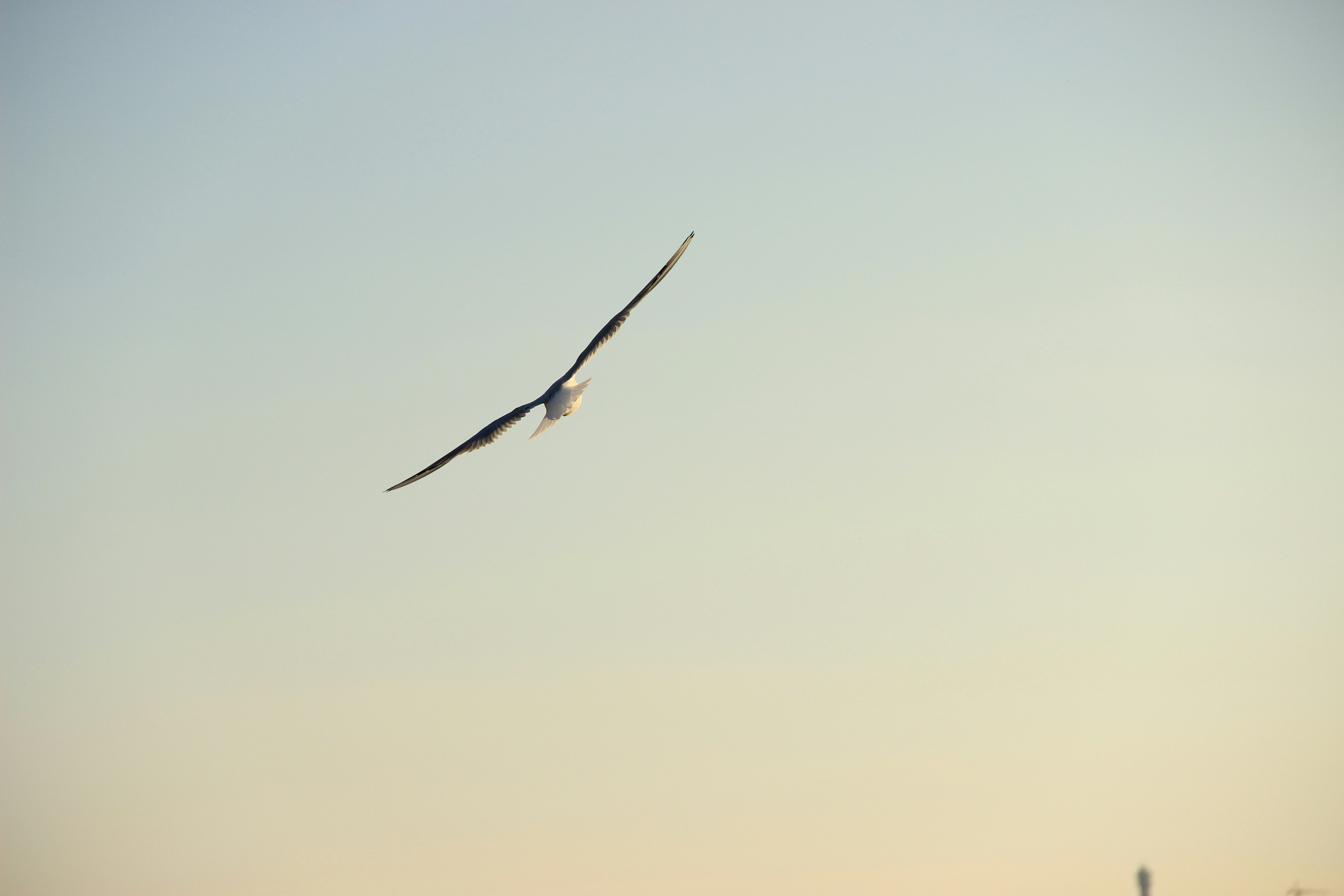 Lone Gull Arcs Across a Pastel Dusk Sky