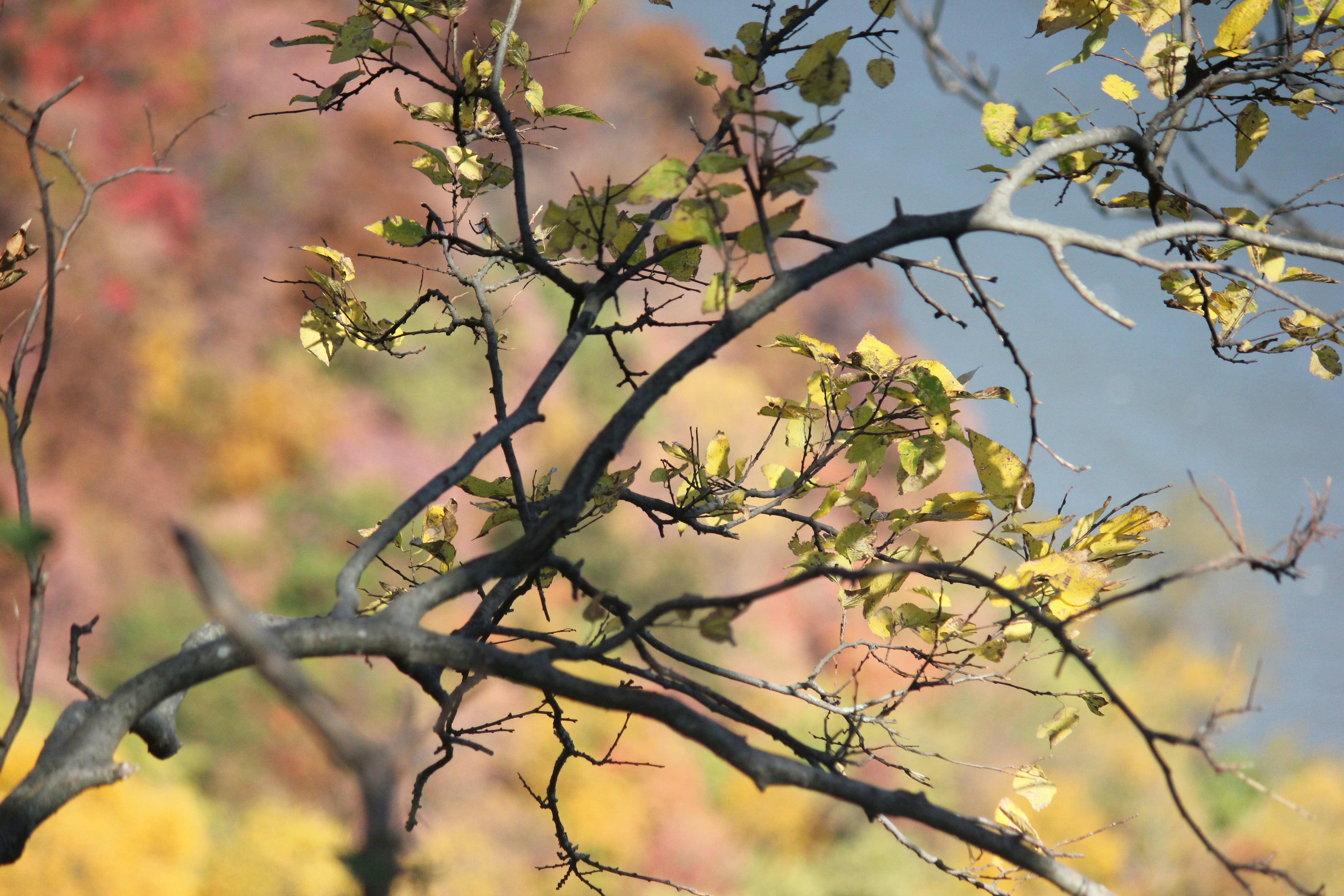 Thin branches with yellow leaves set against a blurred background of autumn colors.