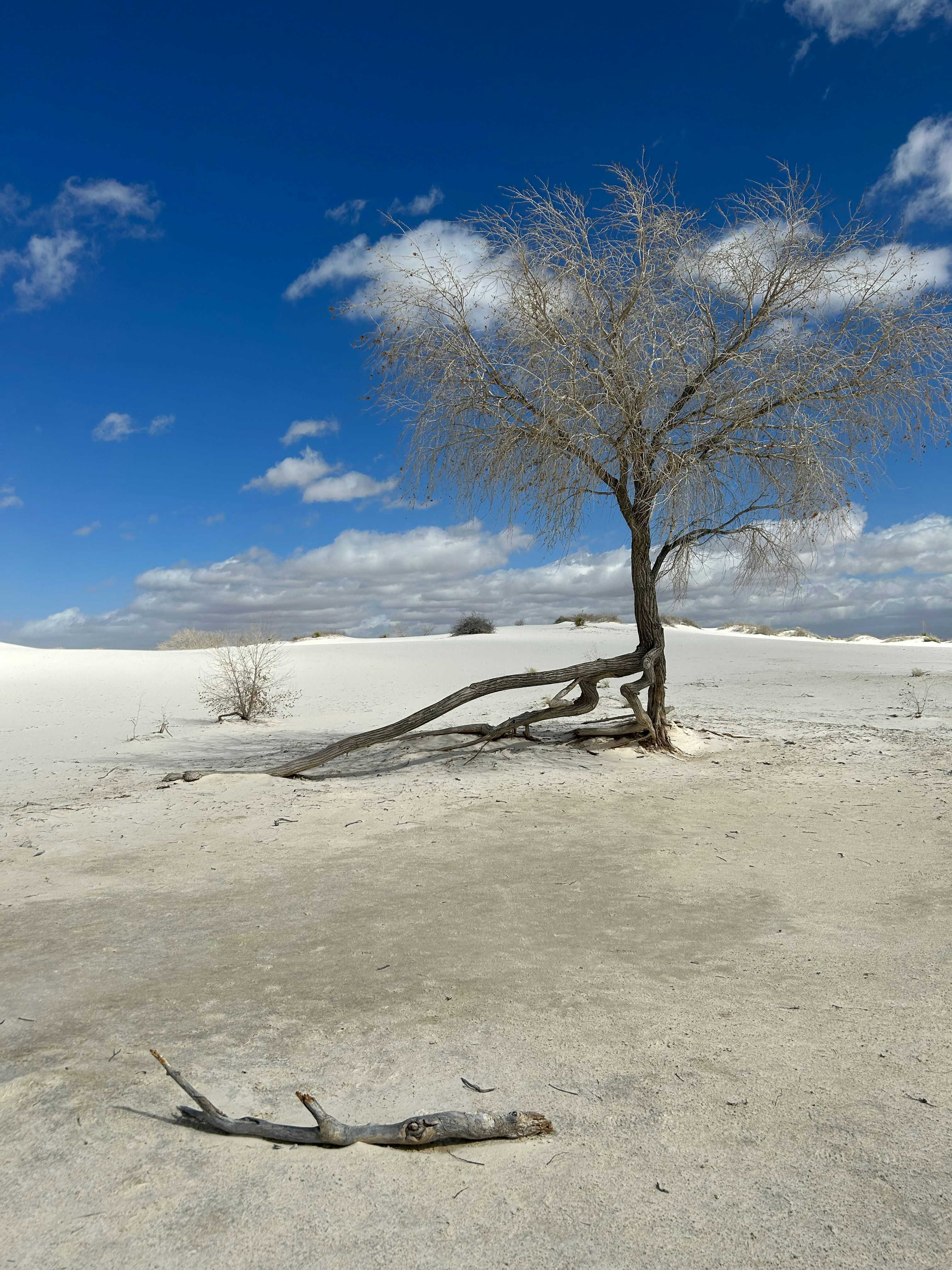 Bleached Sentinel of the Dune: A Lone Tree's Wind-Worn Roots