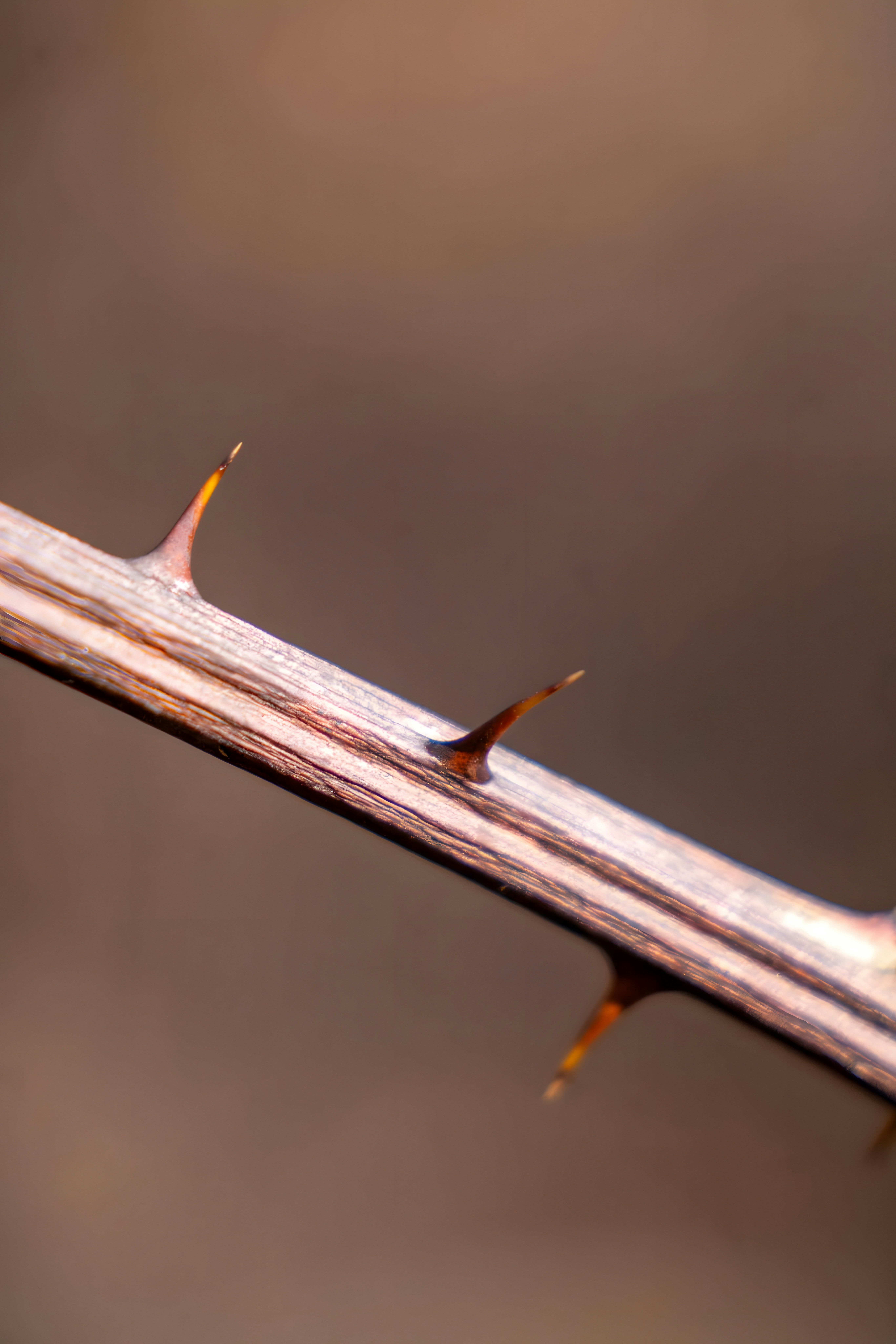 A close up of a wooden stick with a snail crawling on it photo – Free ...