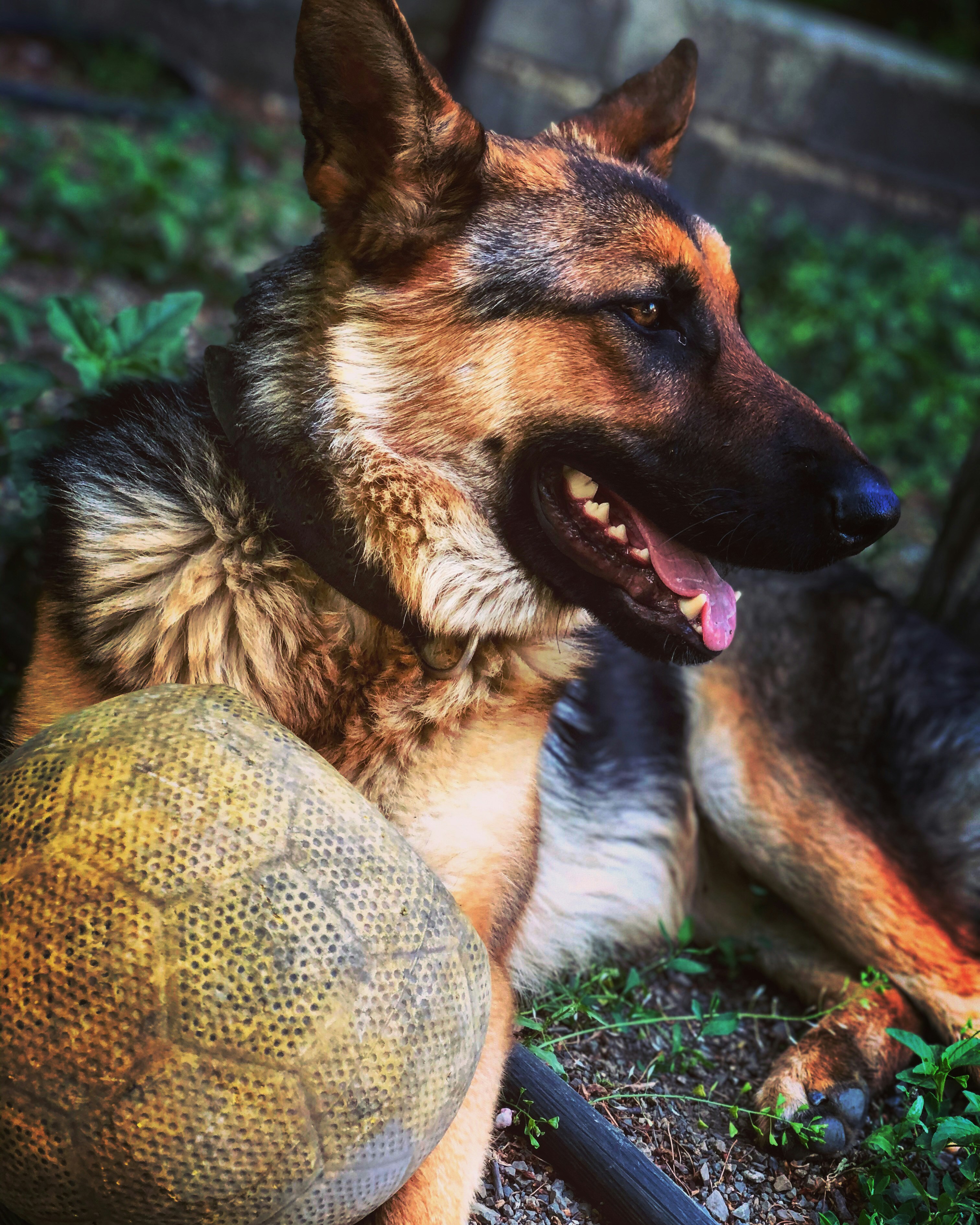 A Playful Encounter Between Canine and Reptile
