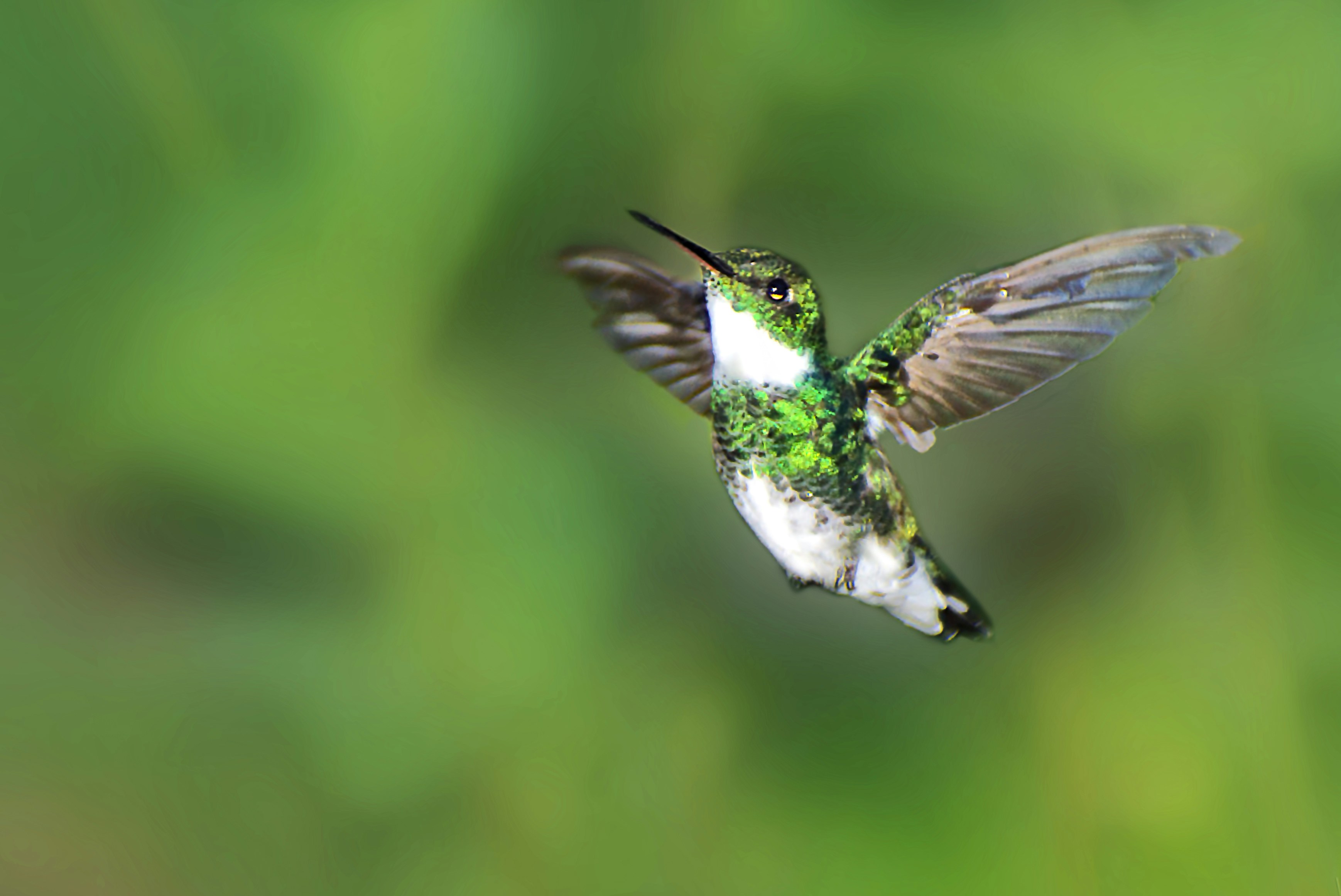 A hummingbird flying in the air with a blurry background photo – Free ...