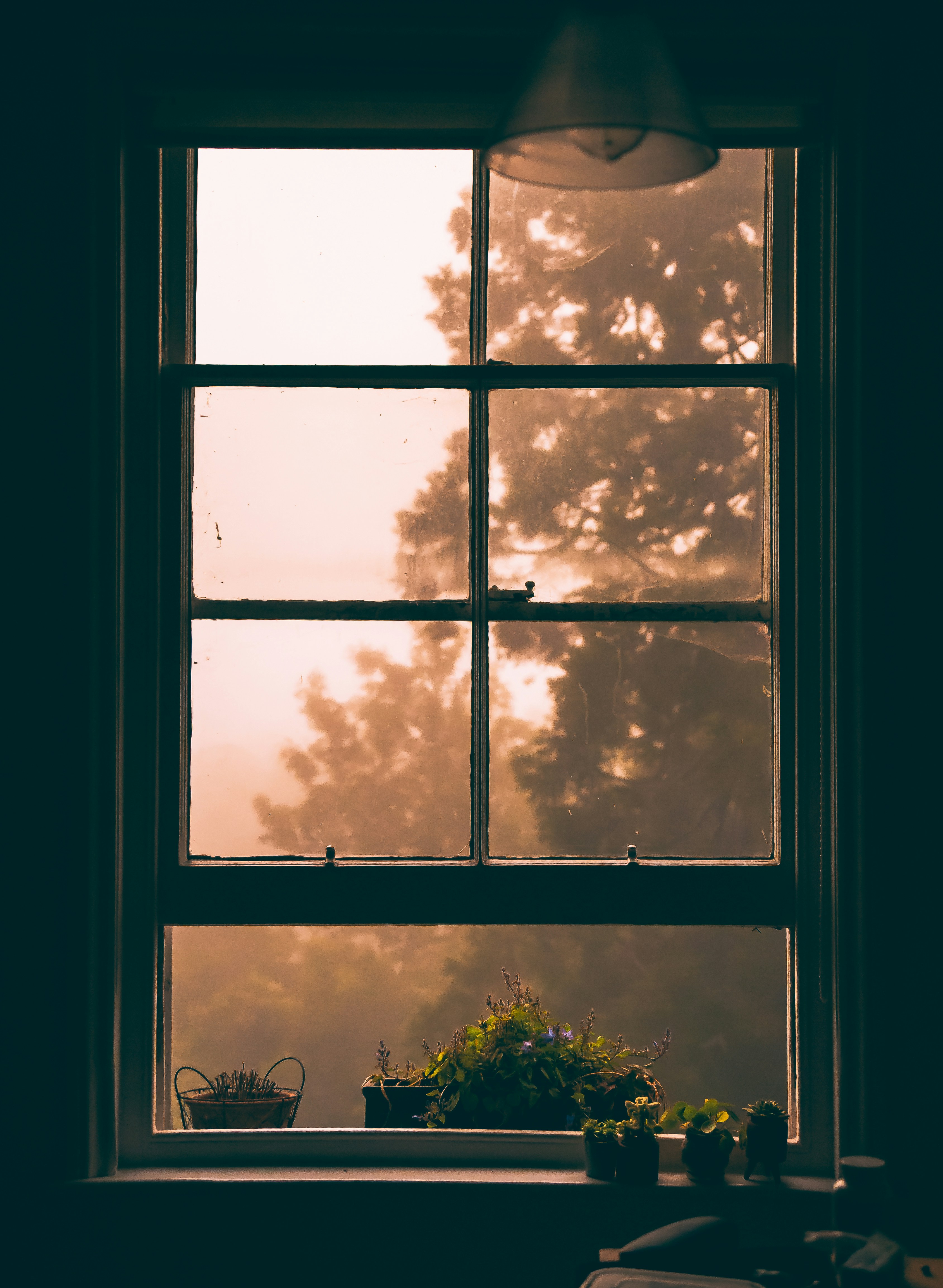 Una ventana con vista a un árbol en el exterior foto – Imagen de Planta ...