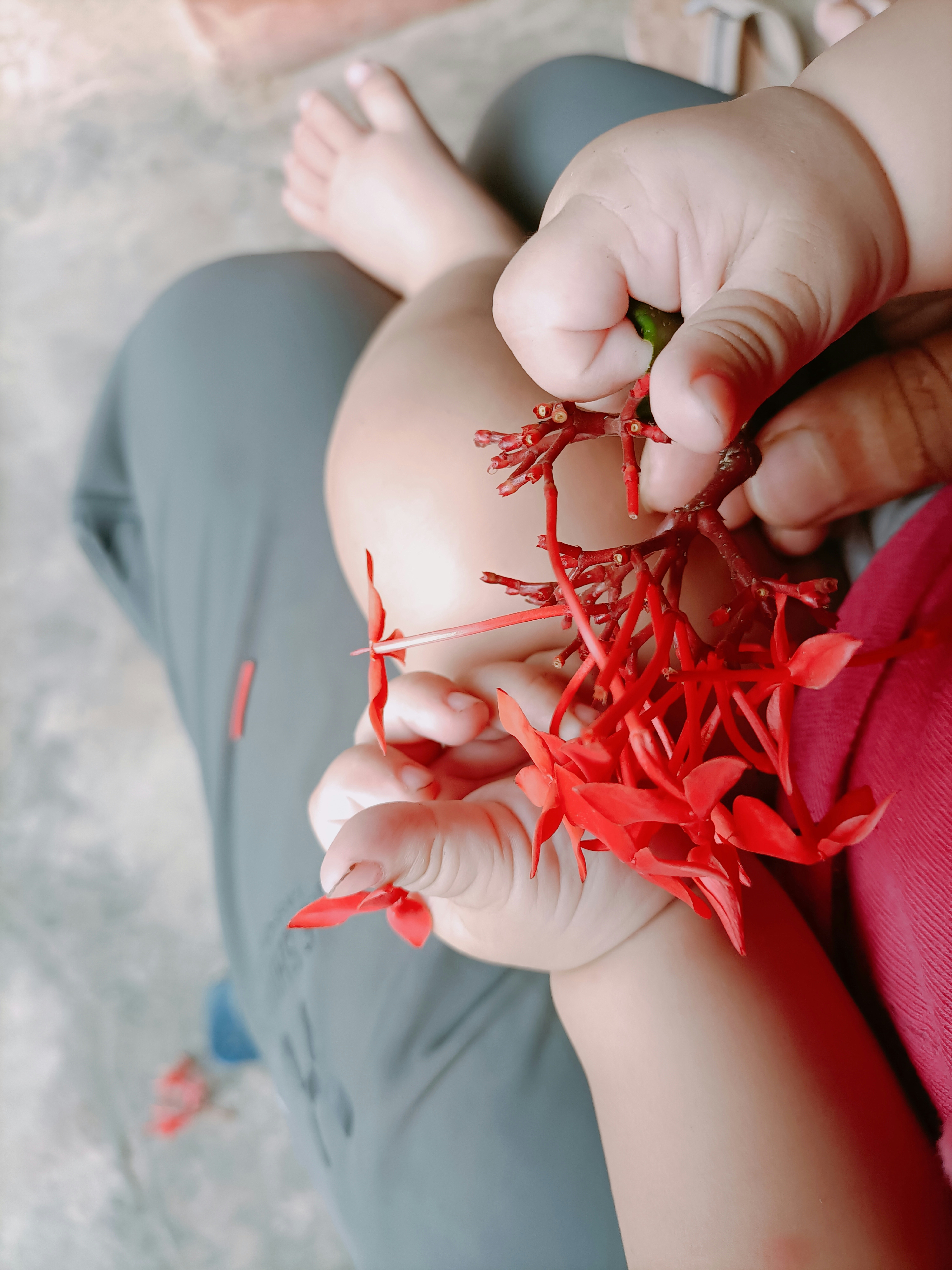 Crimson Threads: A Gentle Grasp on Red Coral
