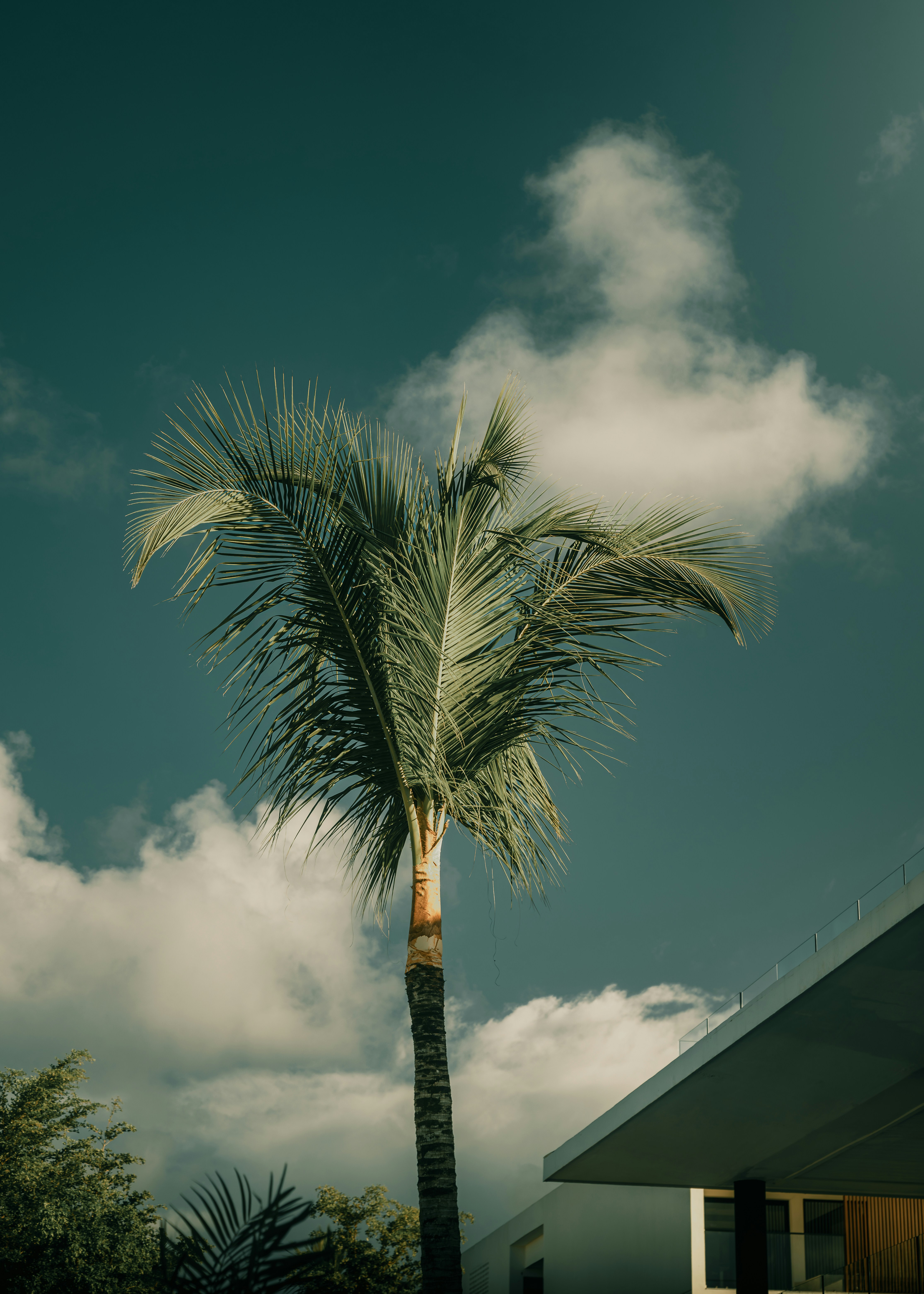 A palm tree in front of a building photo – Free Free images Image on ...