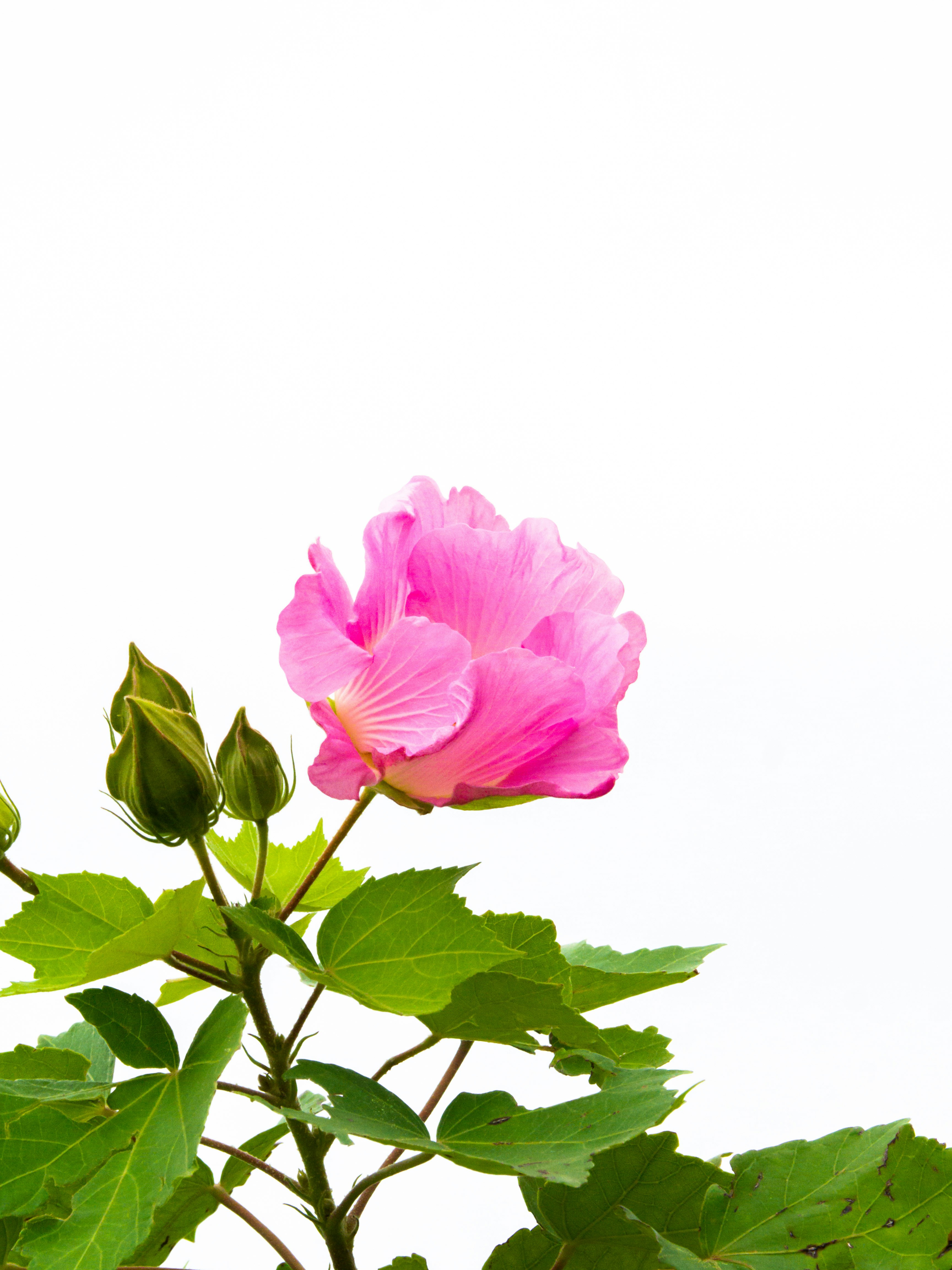 A single pink hibiscus in bloom against a pristine white field