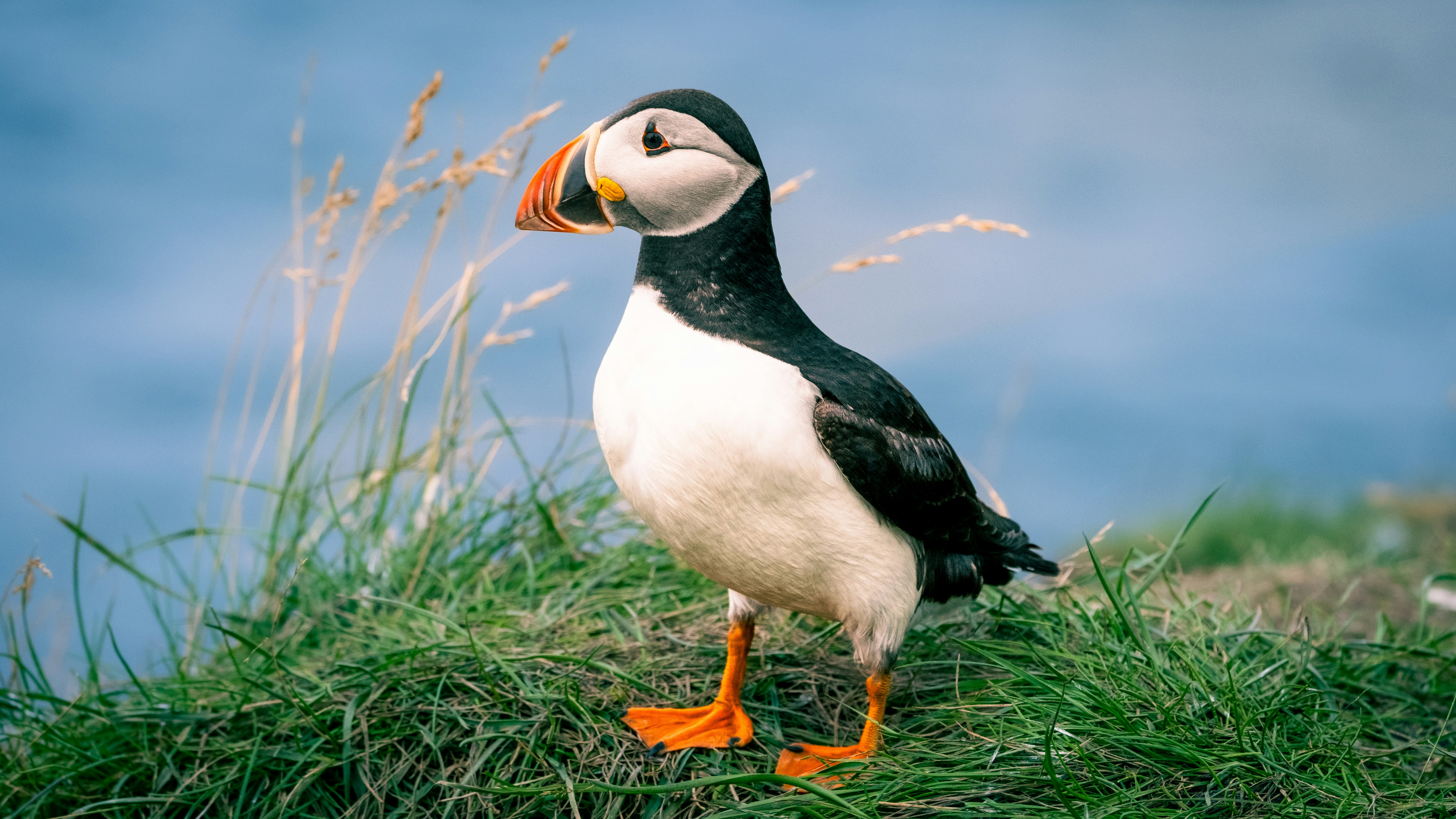 Cliffside Puffin: Orange Beak, Quiet Vigil by the Sea
