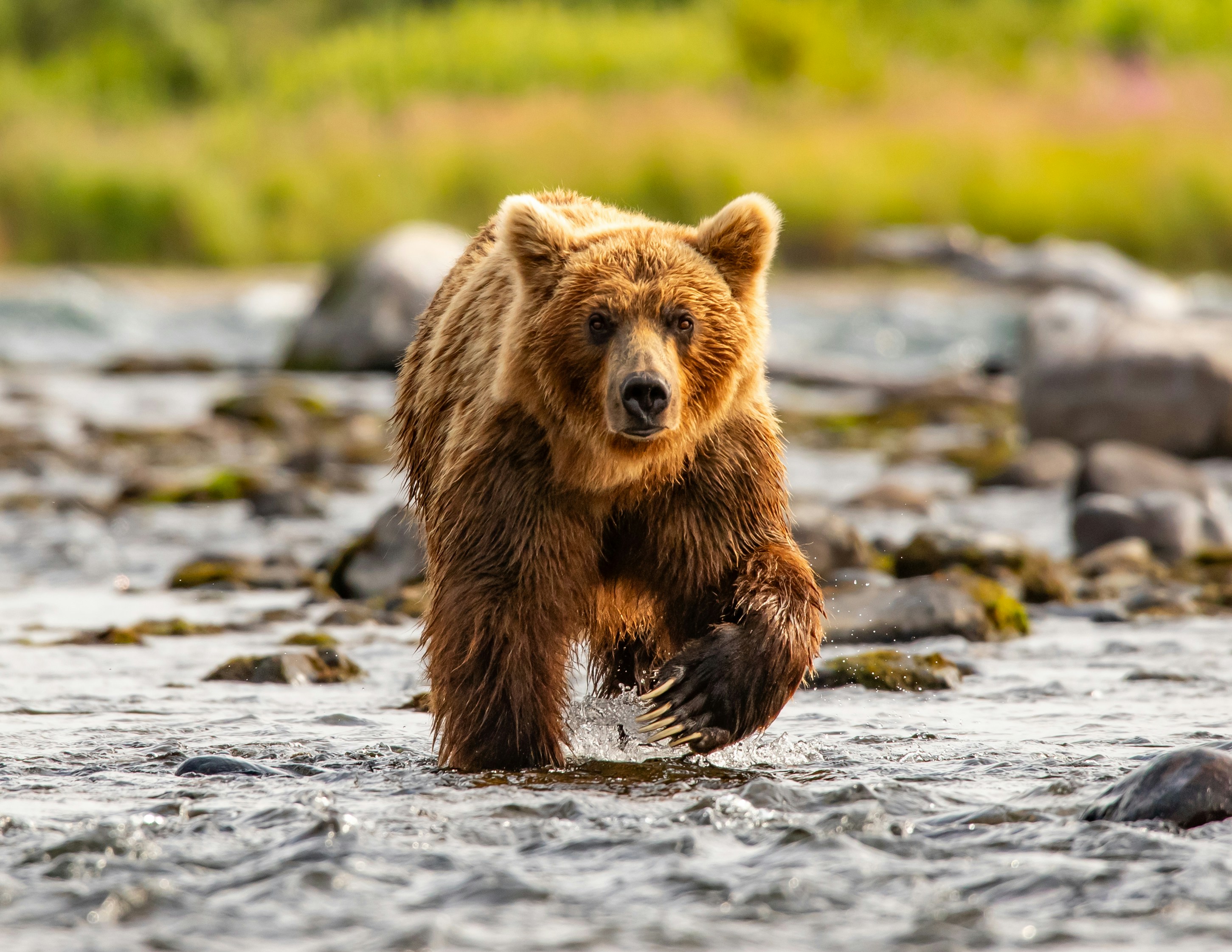 A large brown bear walking across a river photo – Free Animal Image on ...
