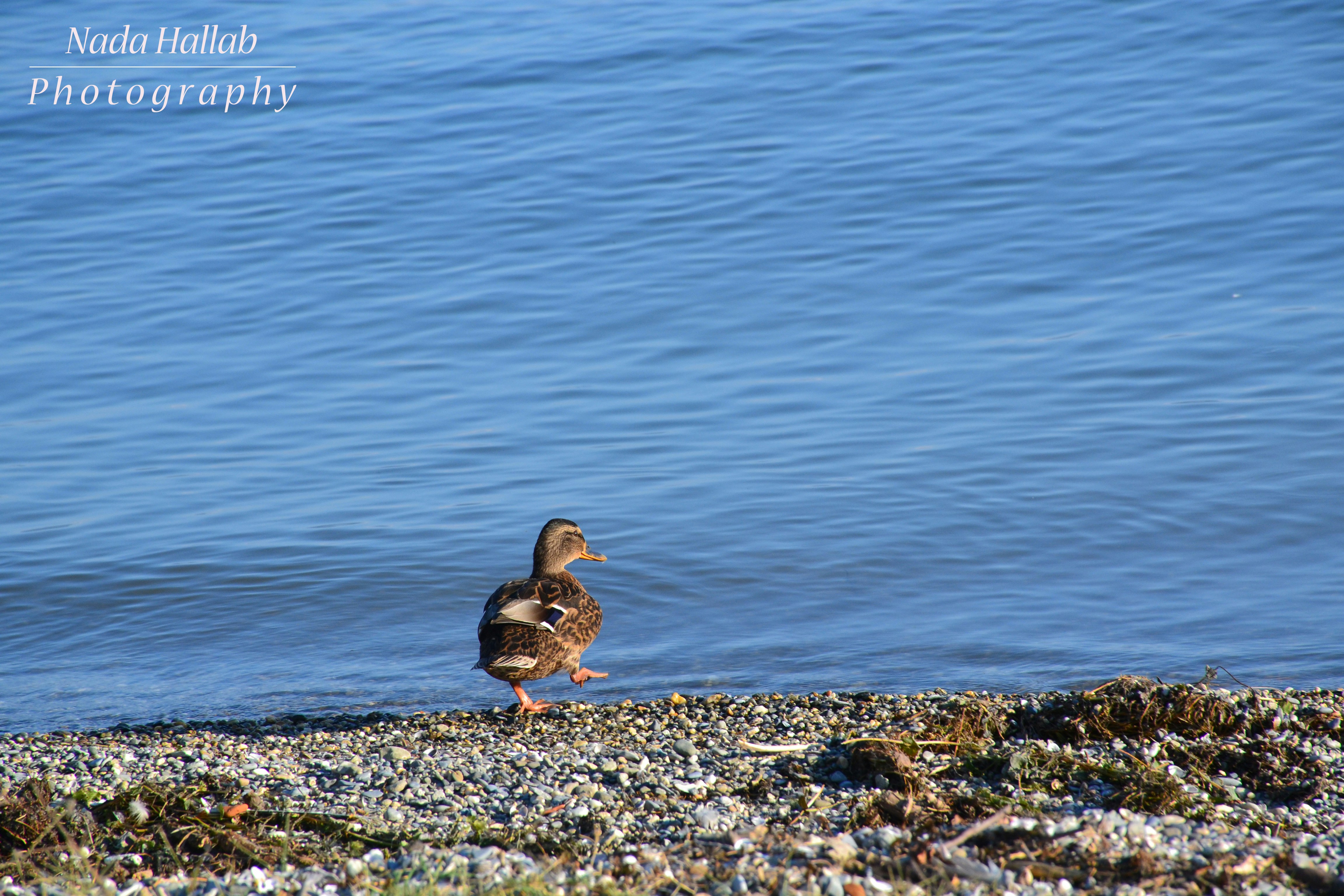 Quaint Shoreline Stroll: A Duck at the Water's Edge