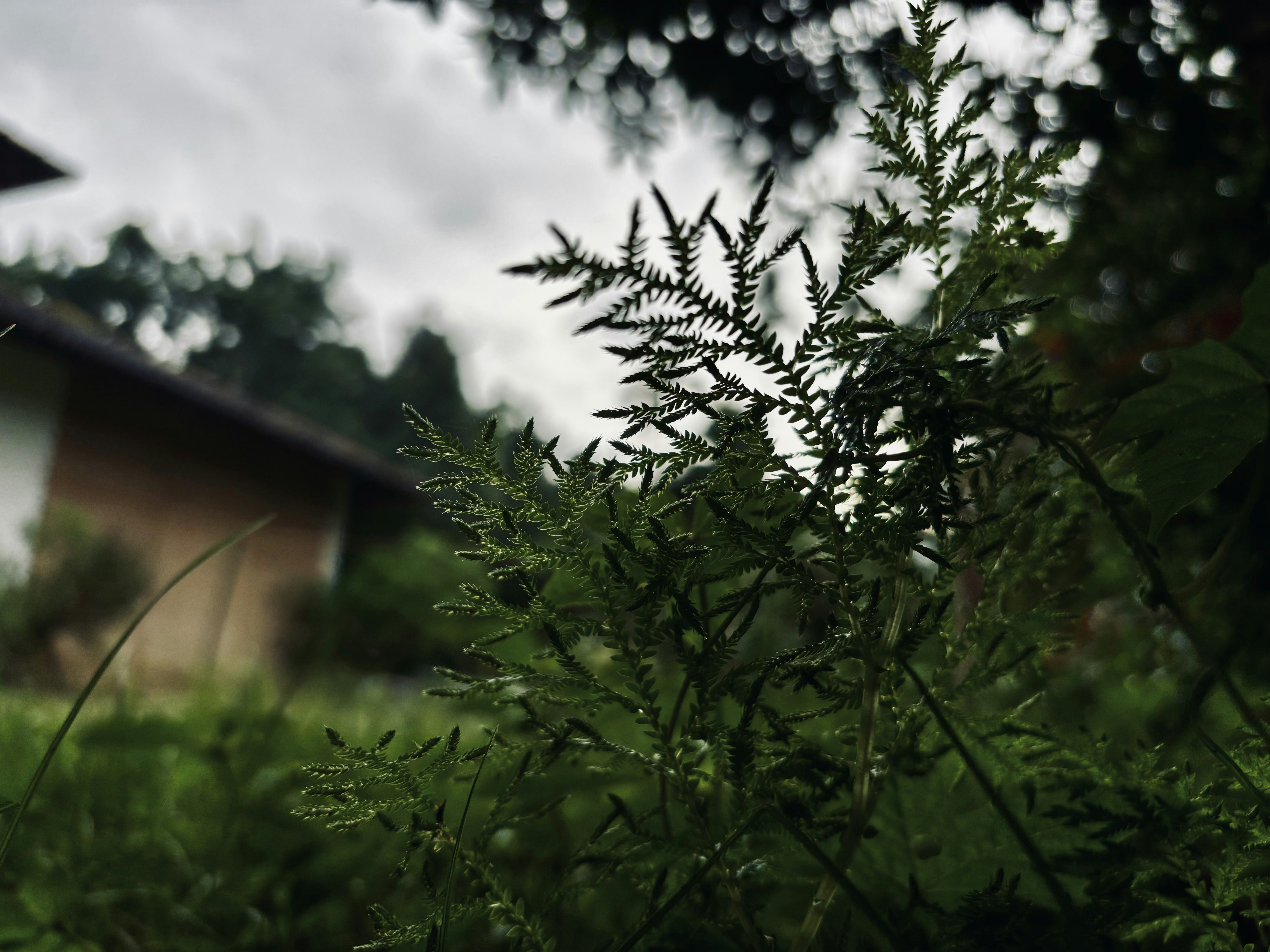 Fern Frond in Focus: Crisp Macro Detail Against a Soft Suburban Backdrop