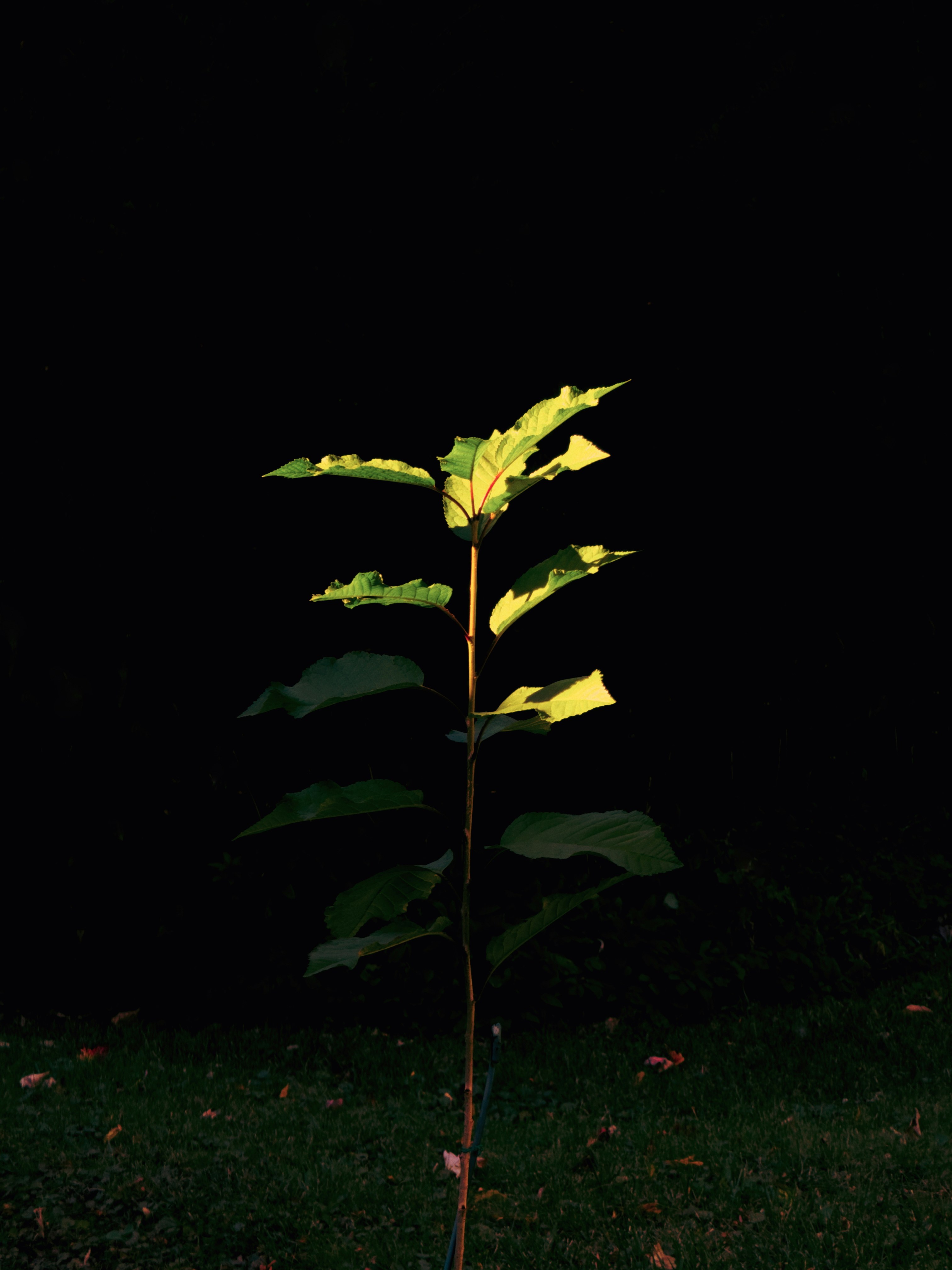 Spotlit Sapling Reaching Through Night