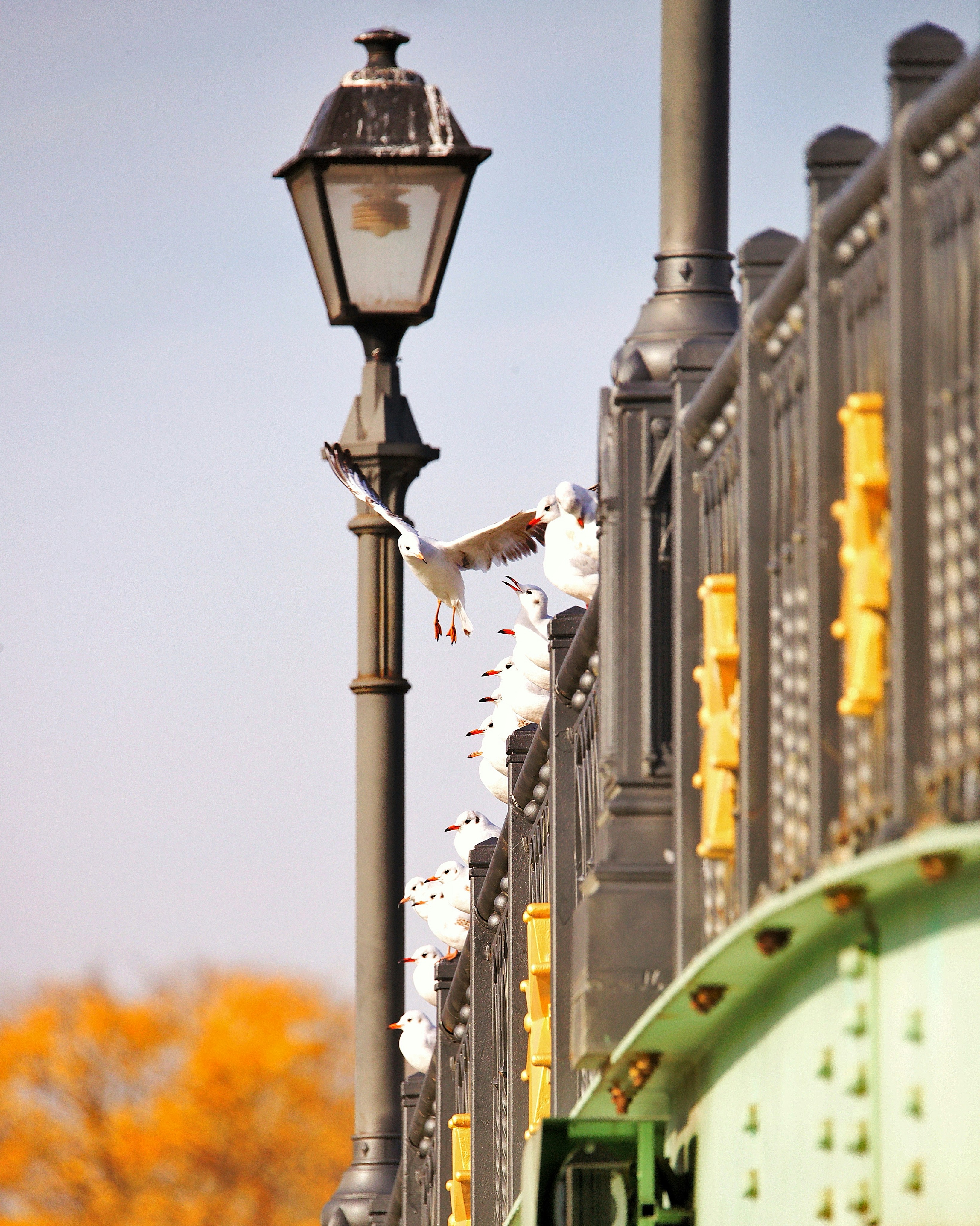 Autumn Gulls by the Iron Bridge: A Flight Above the Rail