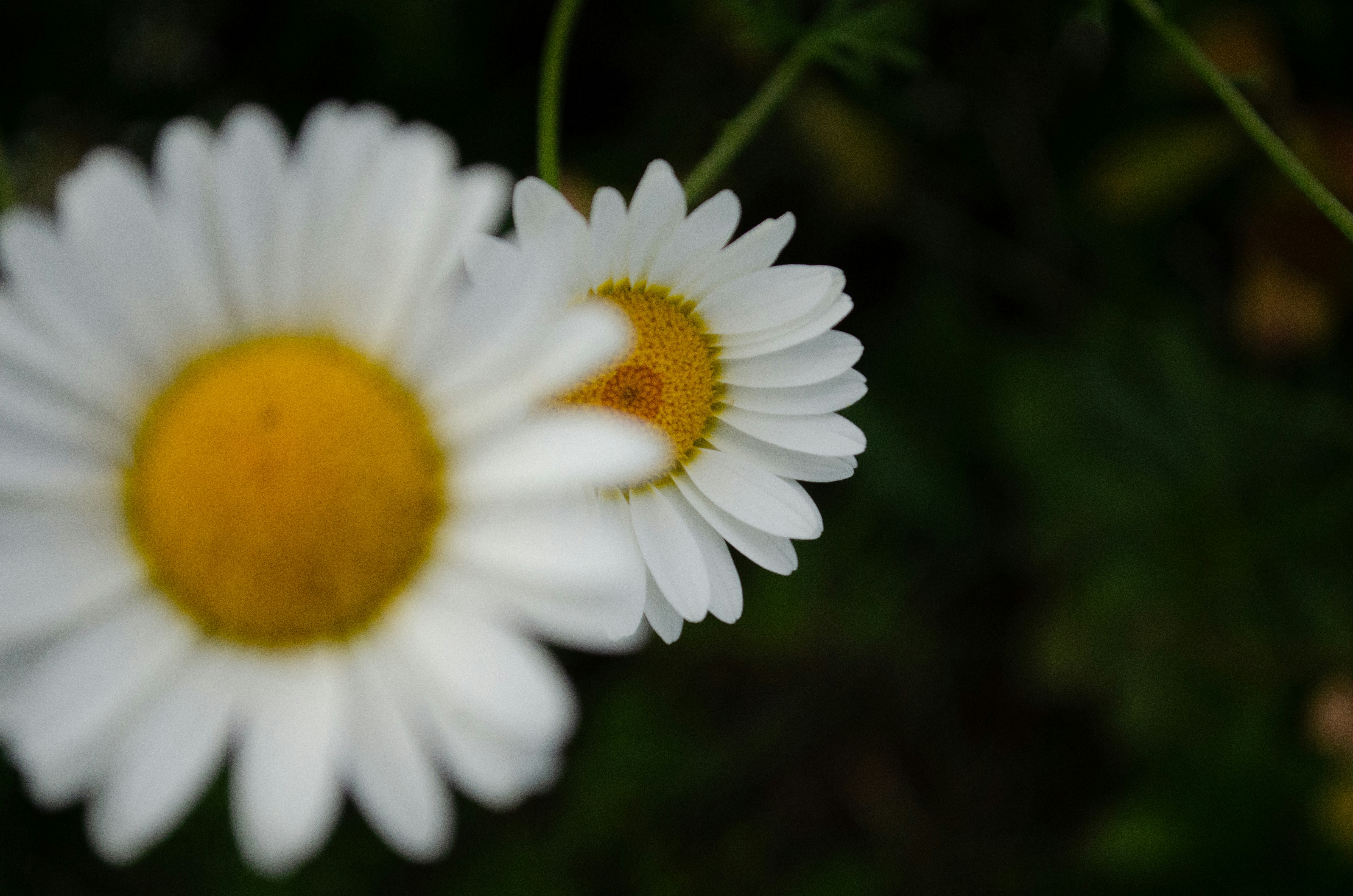 Two white daisies with vibrant yellow centers nestled among green foliage.