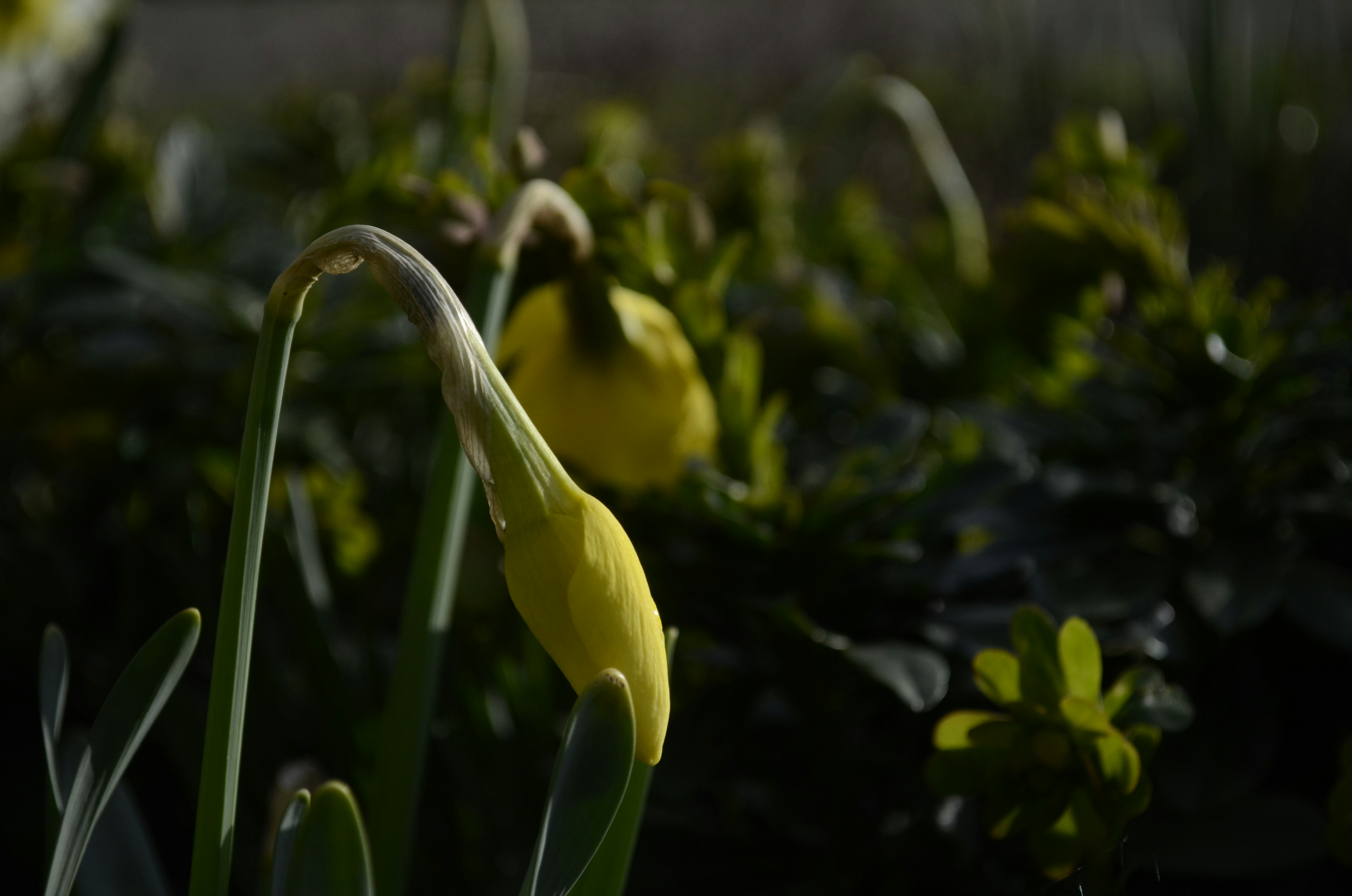 Whispered Glow: A Daffodil Bud Emerges in Shadowed Garden