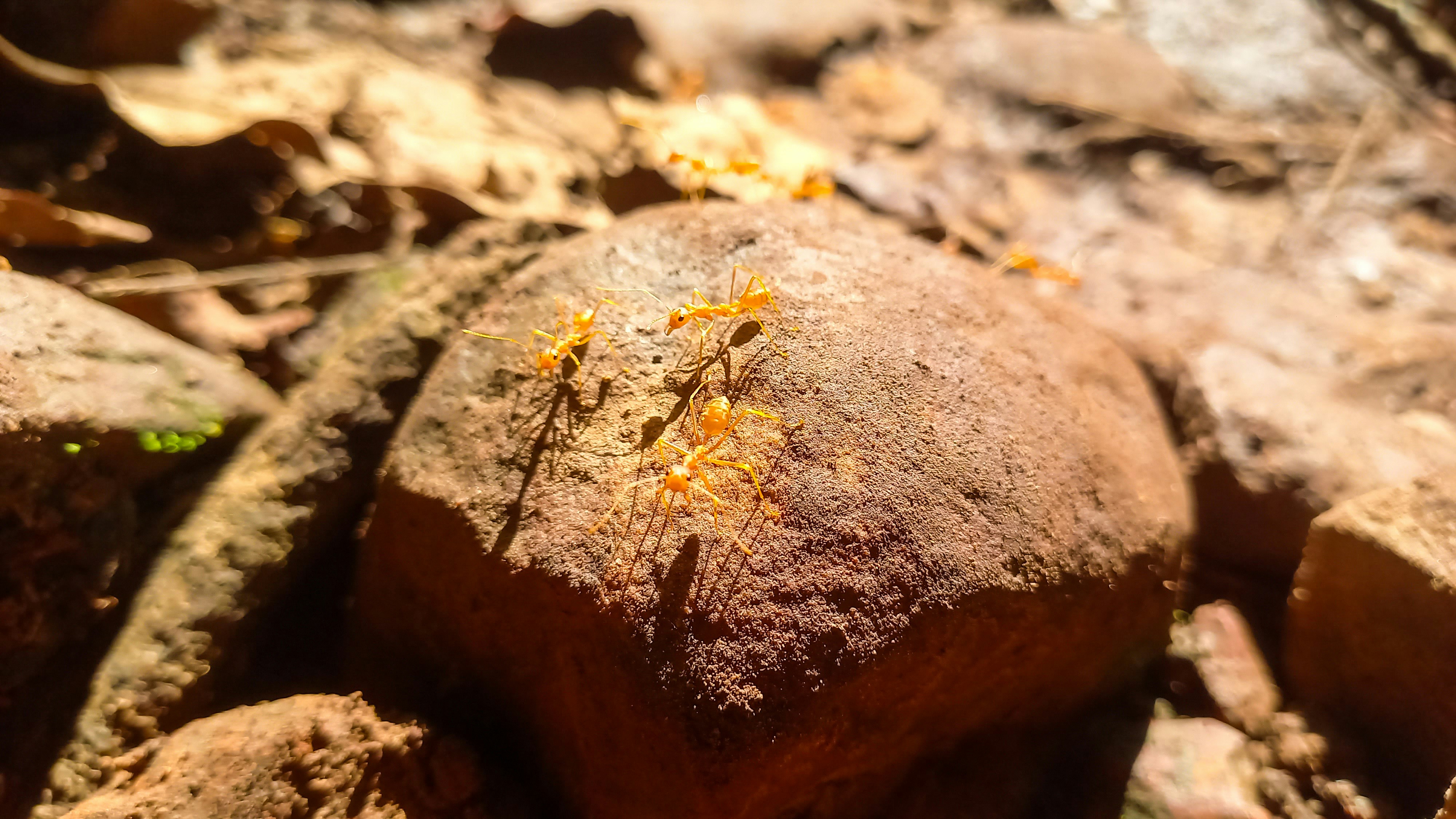 Macro shot of small orange ants crossing a sun-warmed rock surface, highlighting texture and micro-movement.