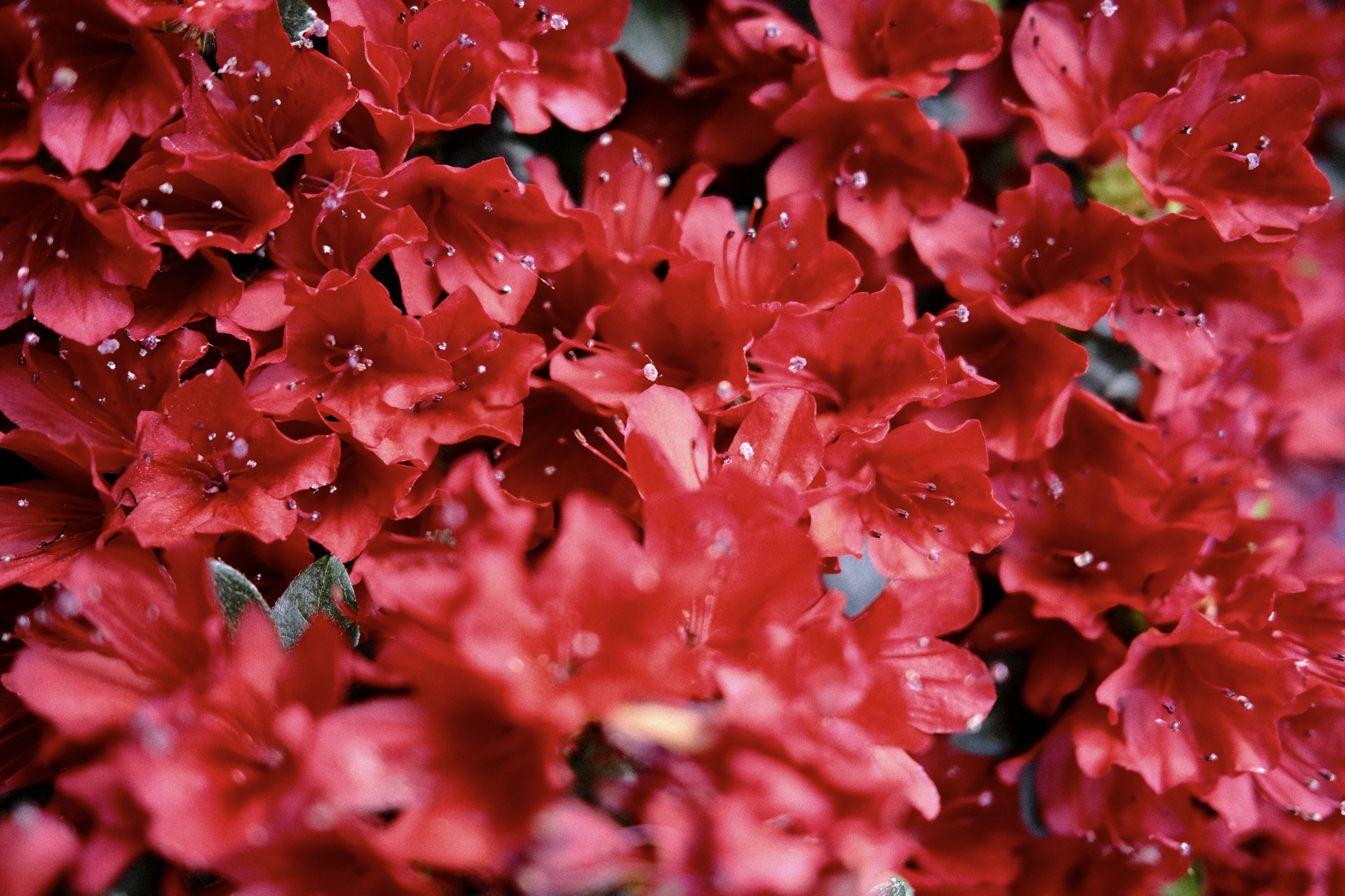 Red Color Pictures | Download Free Images on Unsplash