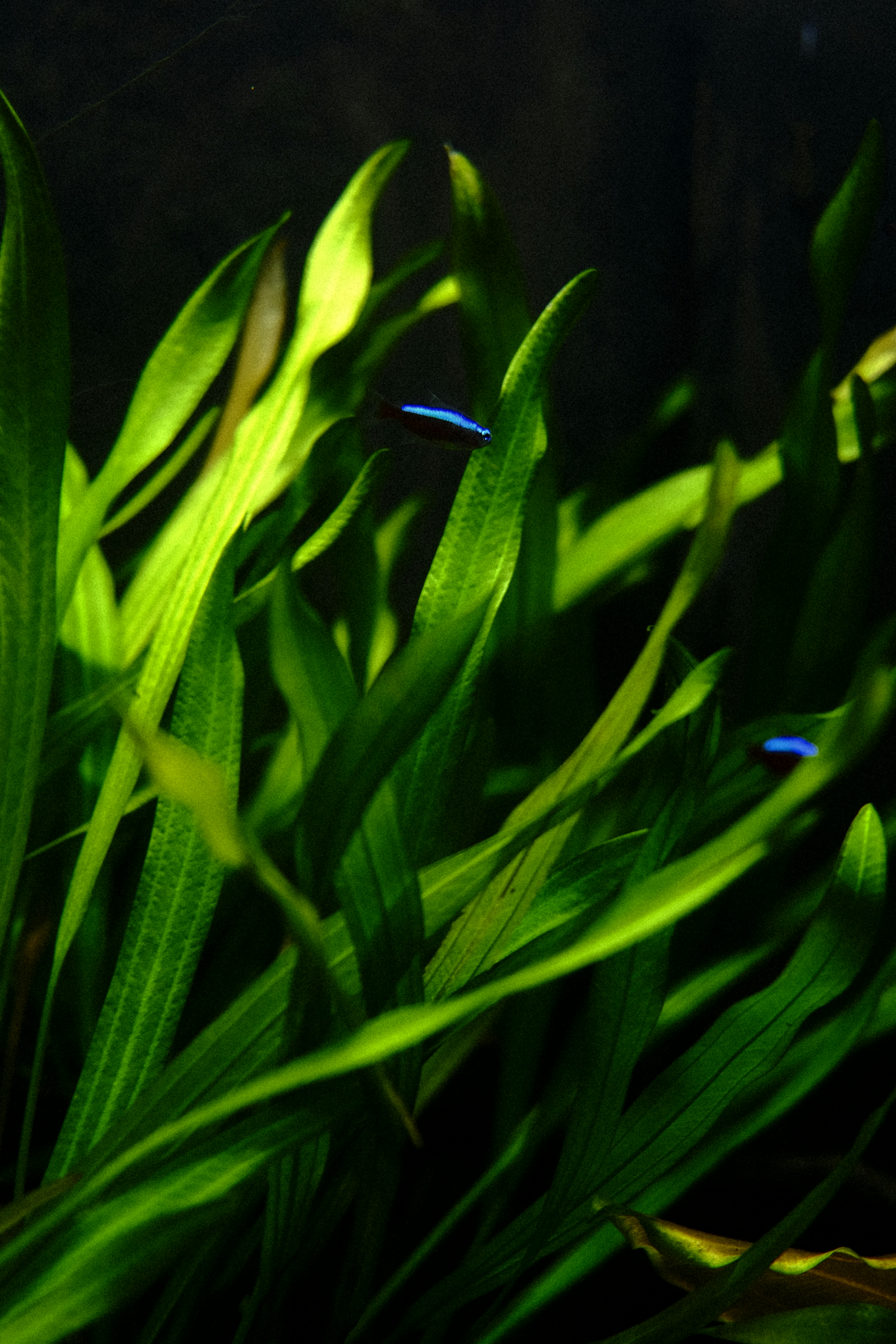 A close up of some green plants in a tank