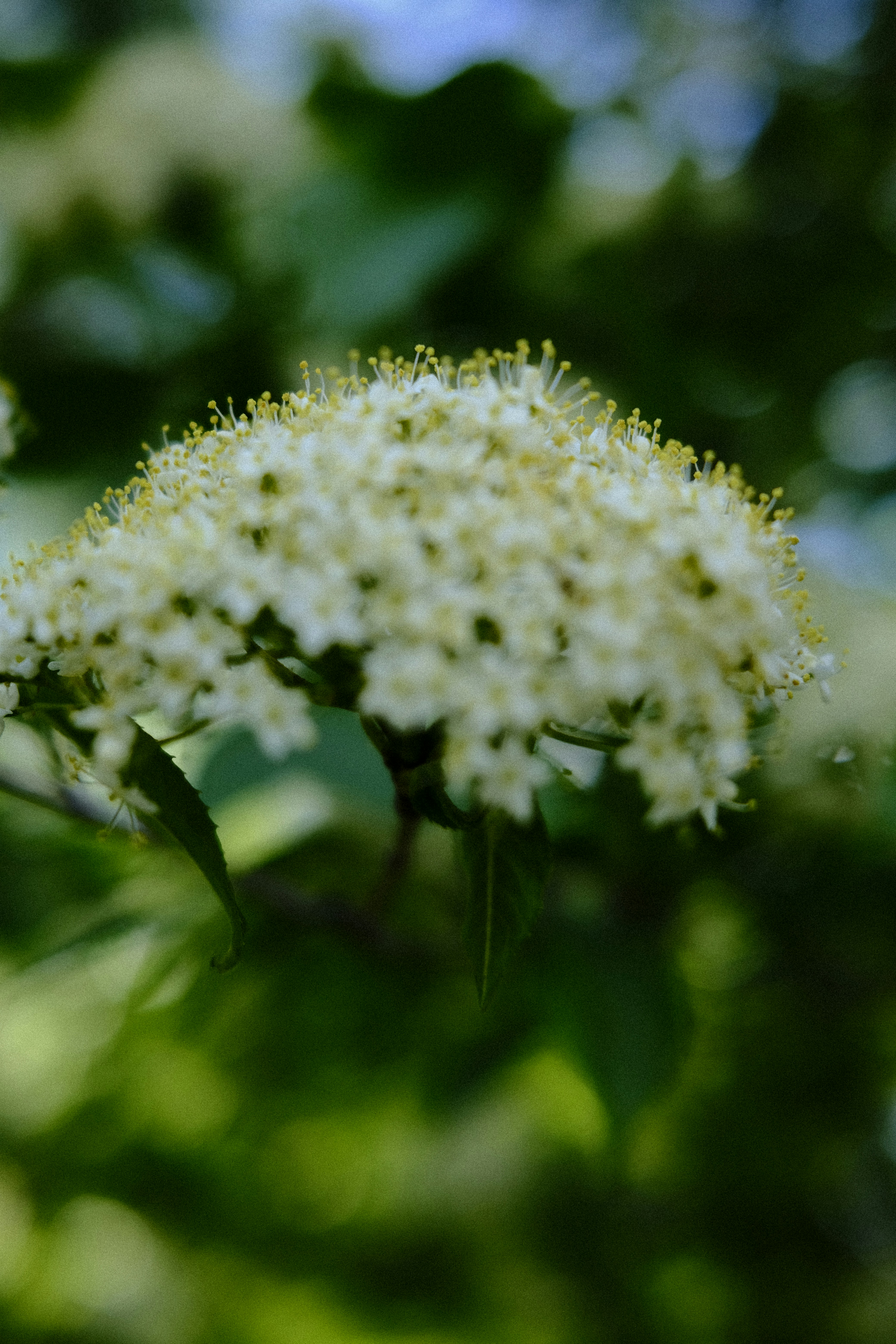Whispering White Umbel: A Close-Up in Soft Green
