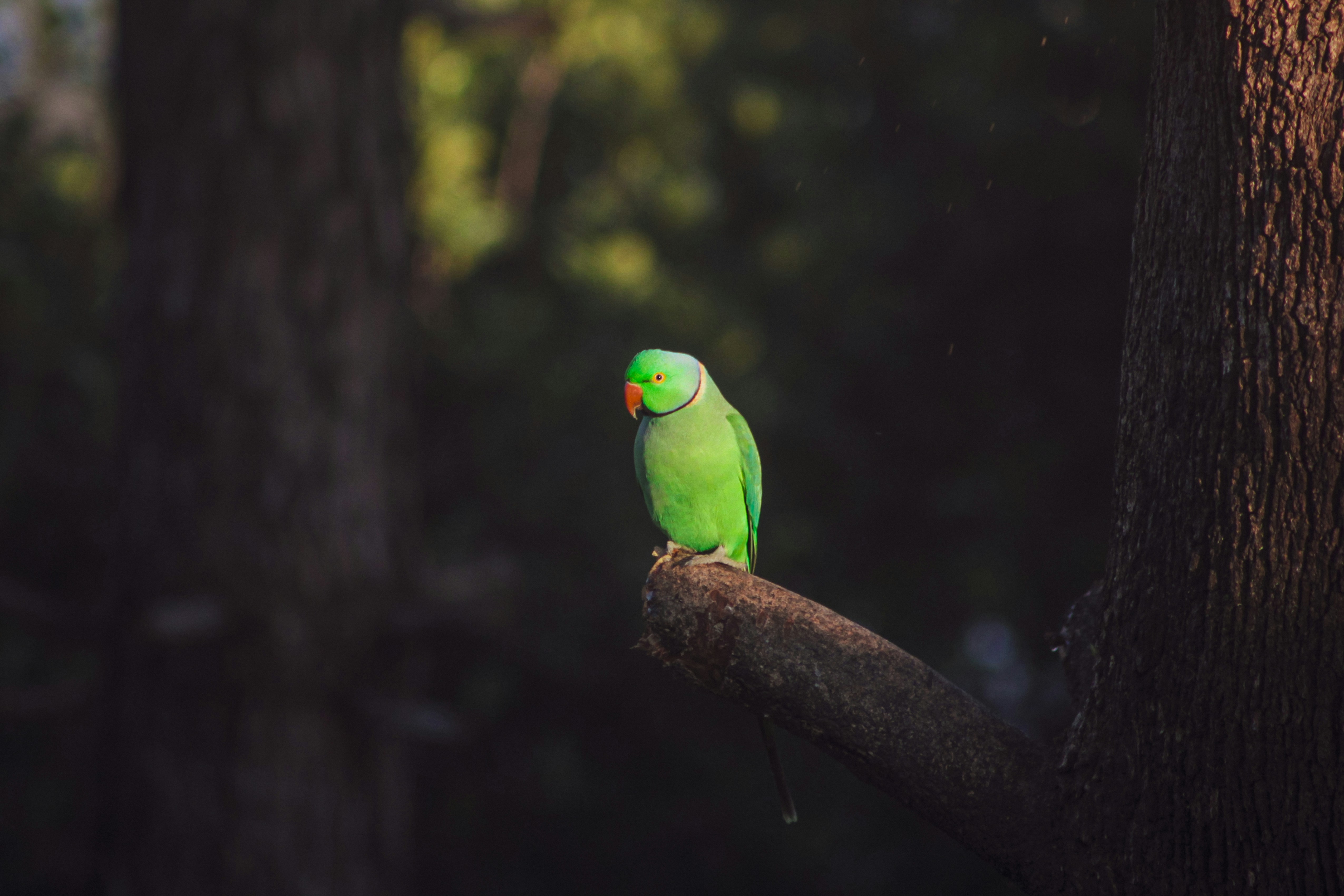 Emerald Perch: Parrot in a Shadowed Forest
