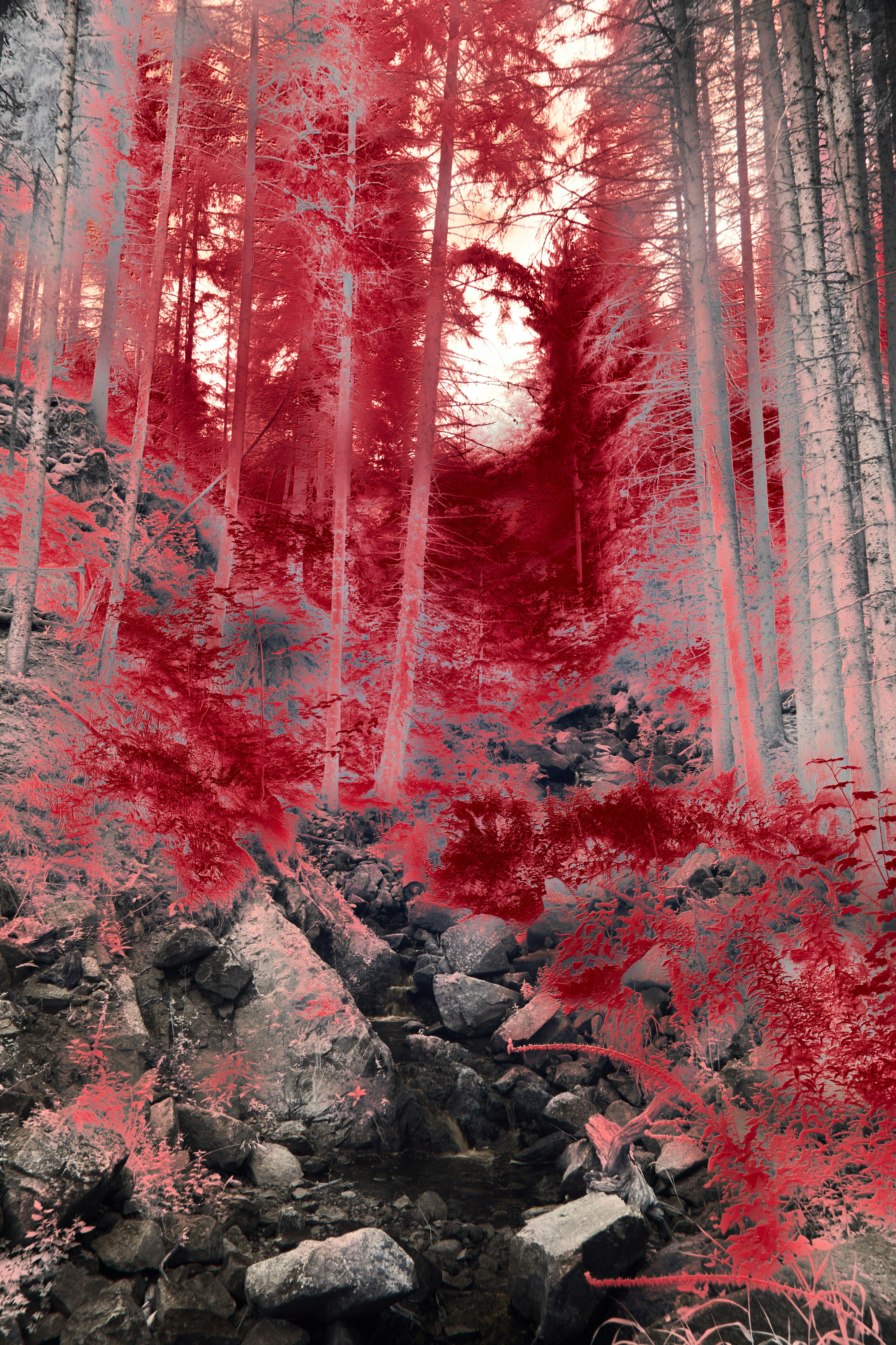 A picture of a red forest with rocks and trees photo – Free Plant Image ...