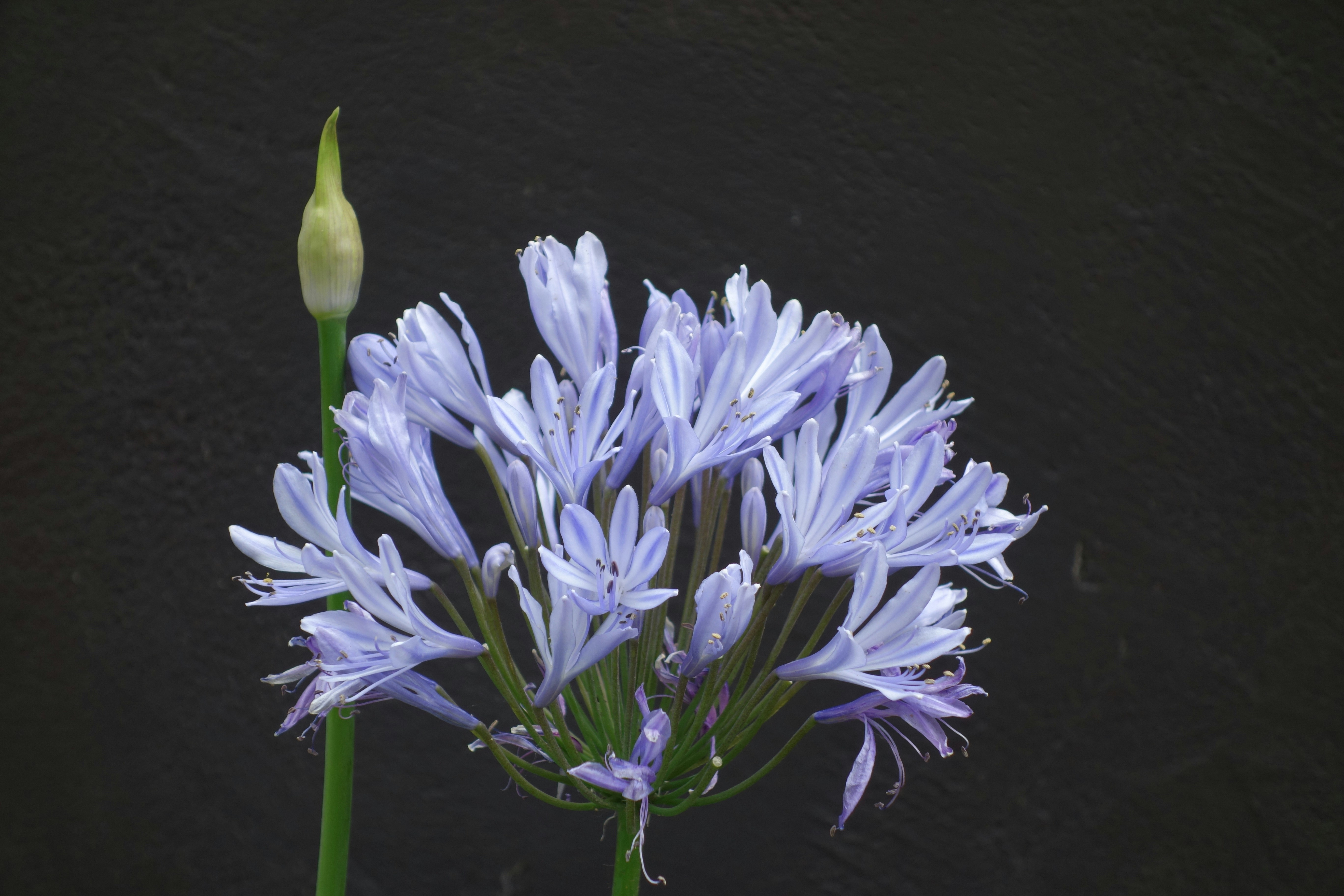 Midnight Bloom: Lavender Allium Against a Slate-Black Backdrop