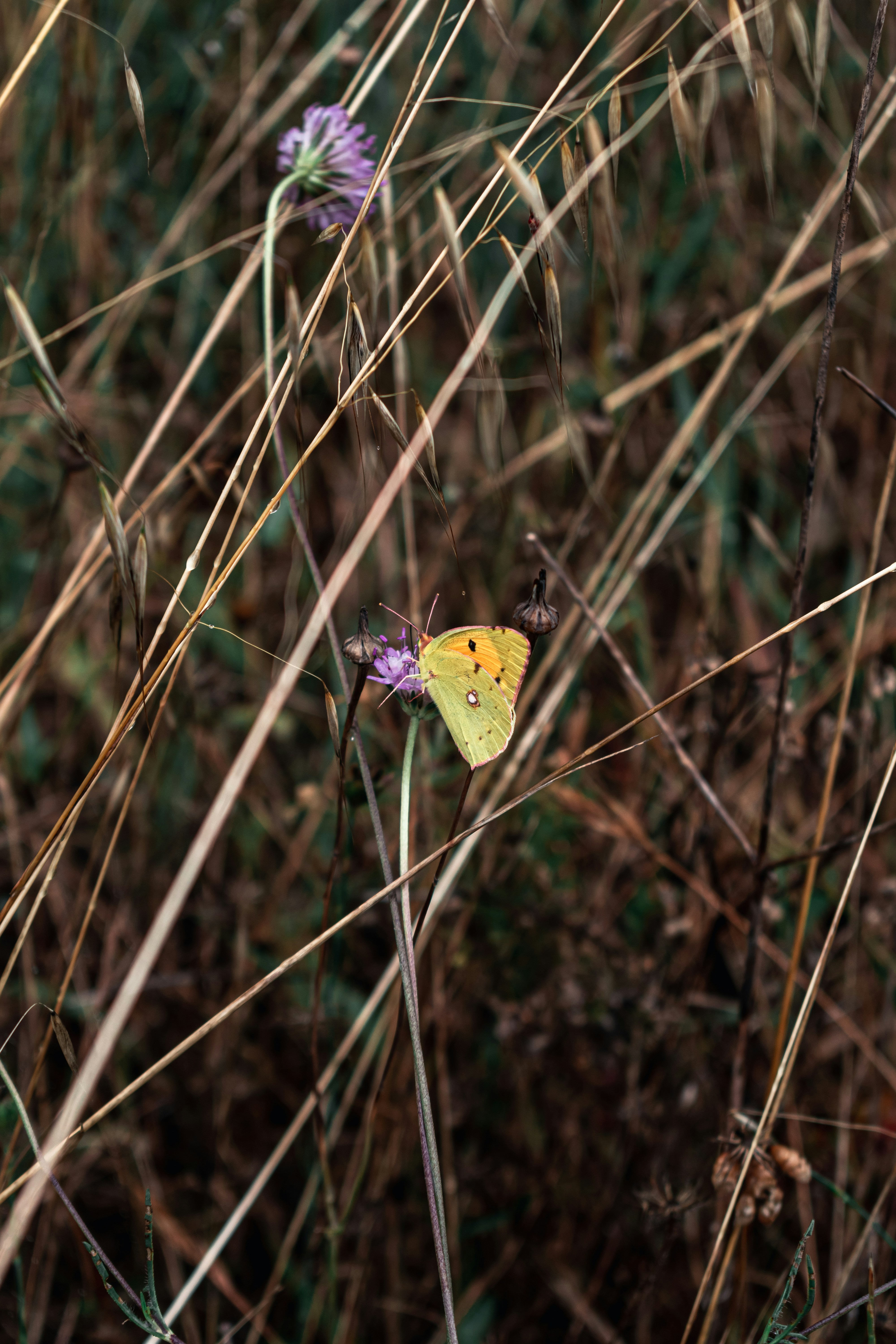 Golden butterfly on a purple bloom amid sunlit dry grasses