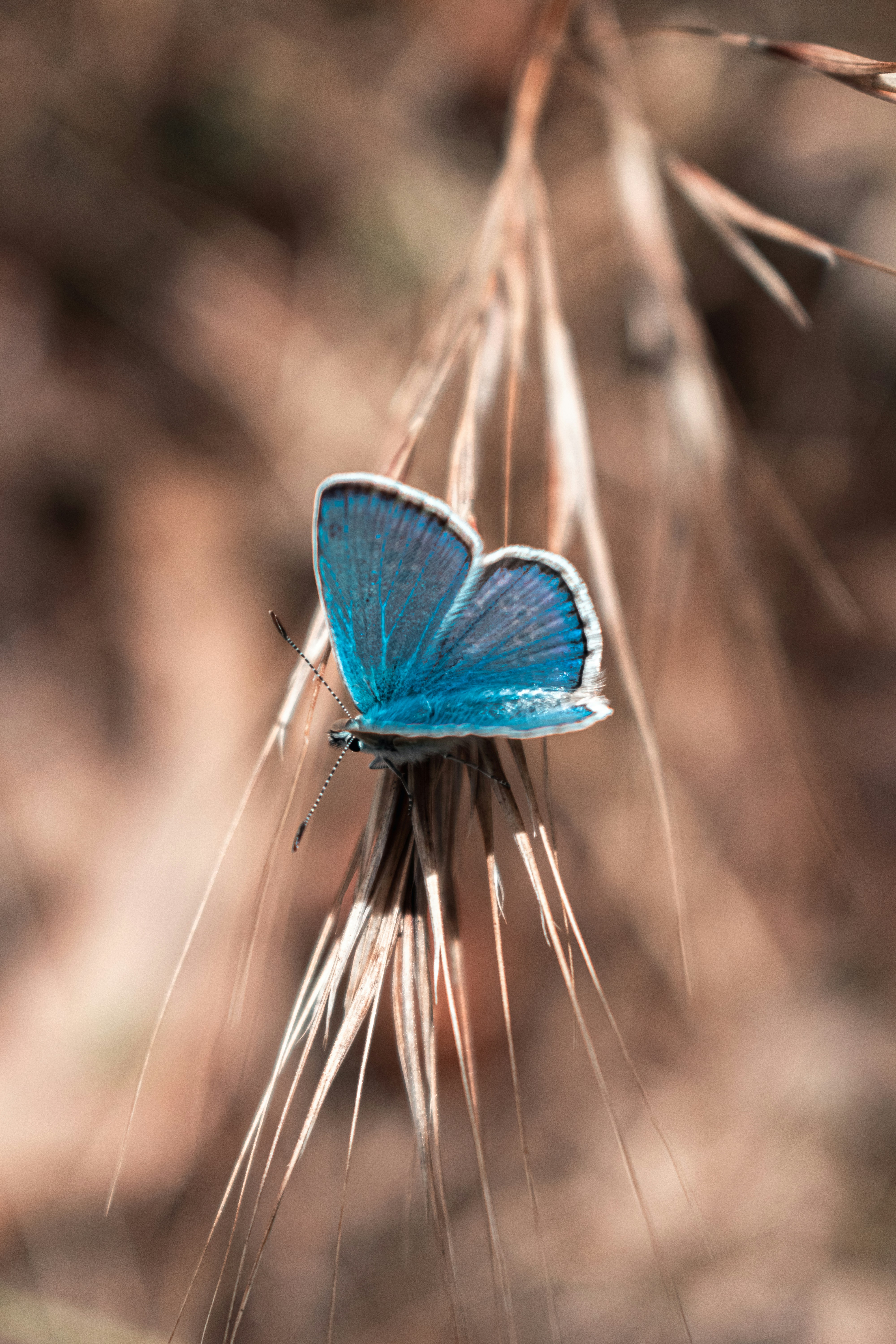 Azure Wing on Dry Grass: a Quiet Meadow Moment
