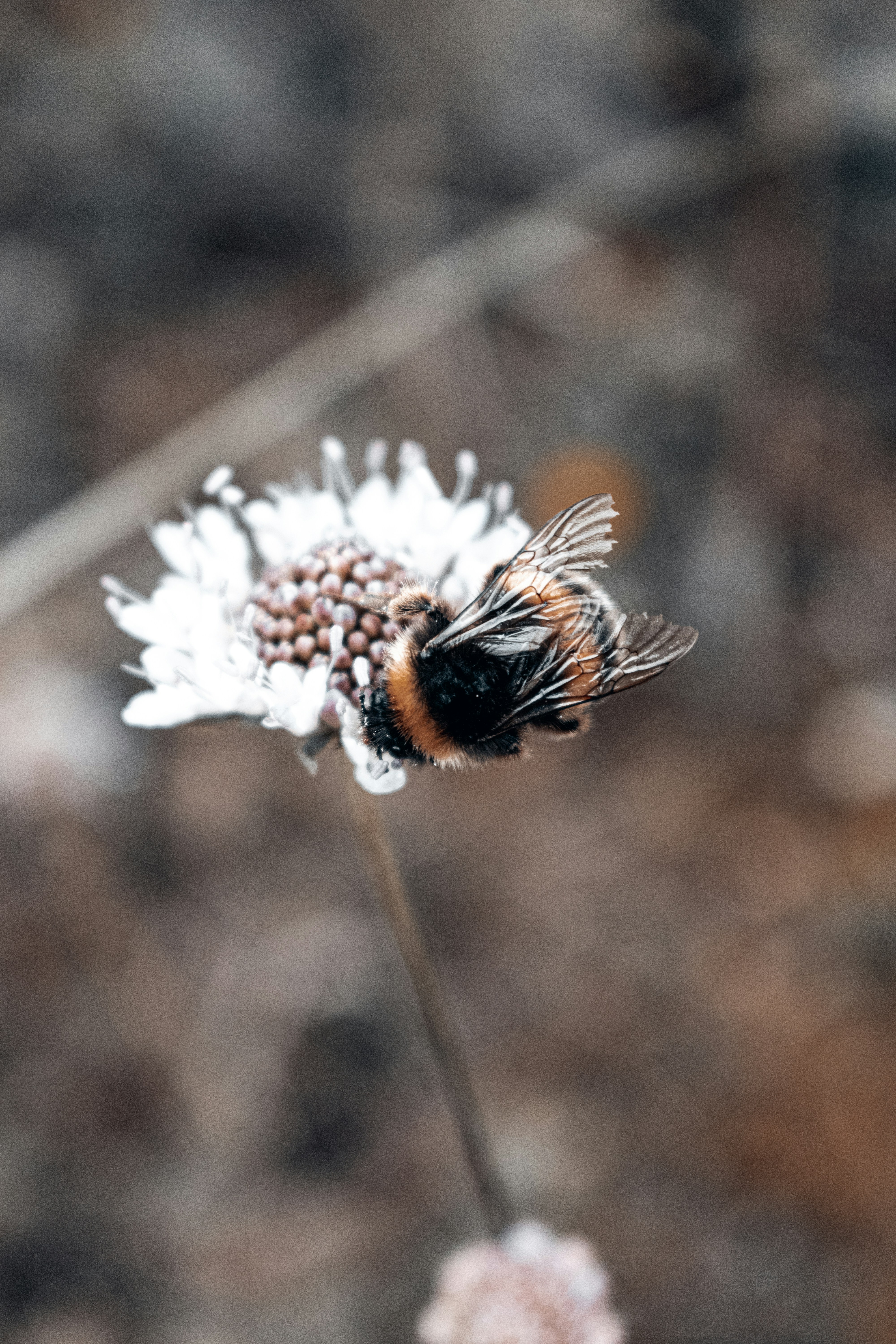 Whispers of Pollination: A Bee Perched on a White Wildflower in Soft Focus