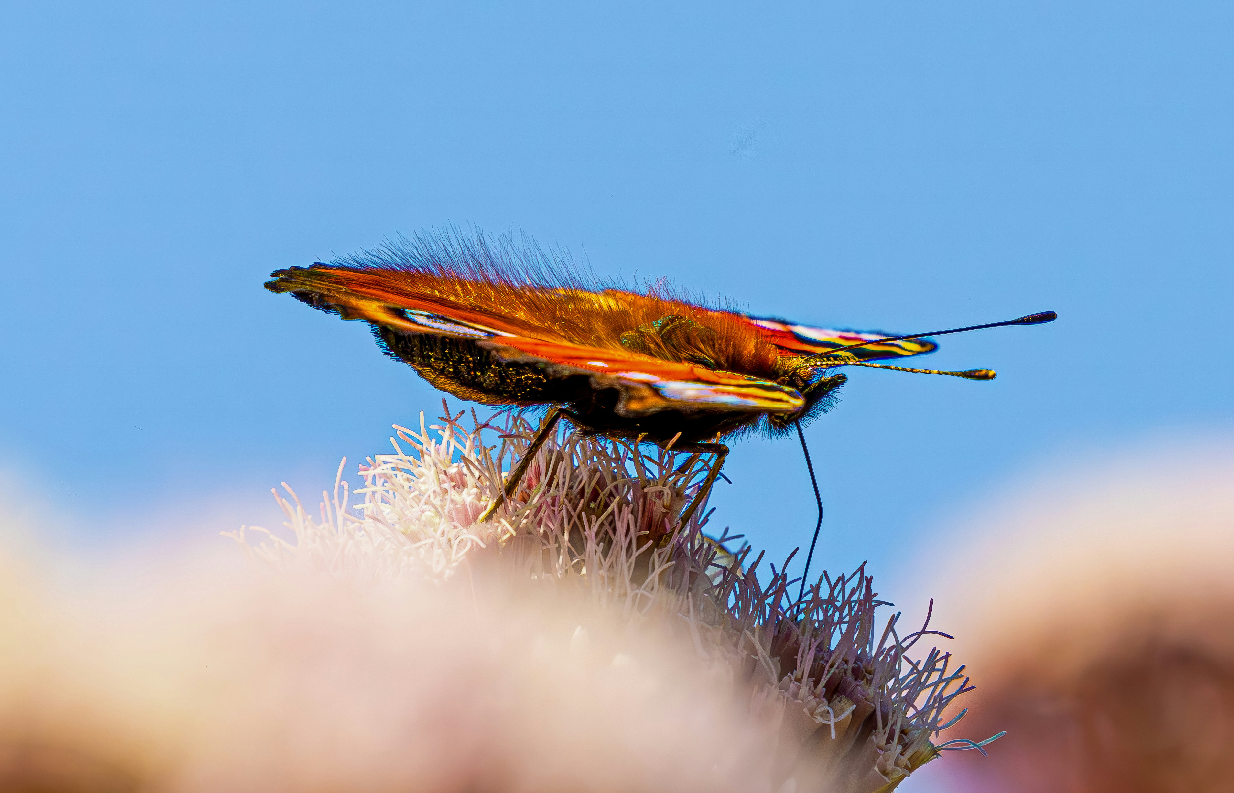 Ember-Wing Butterfly on a Spiky Bloom Against a Cerulean Sky