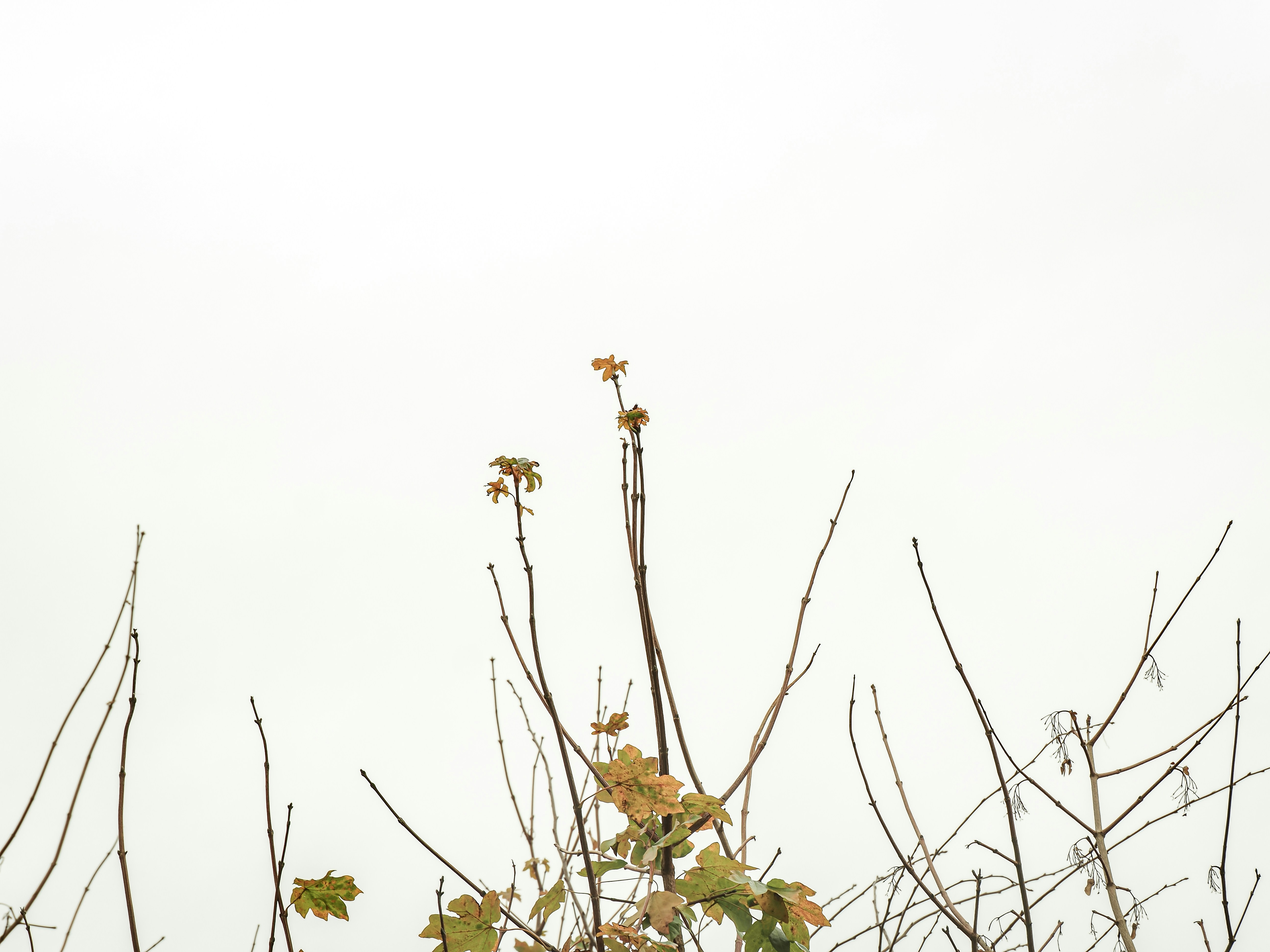 Branches against the sky