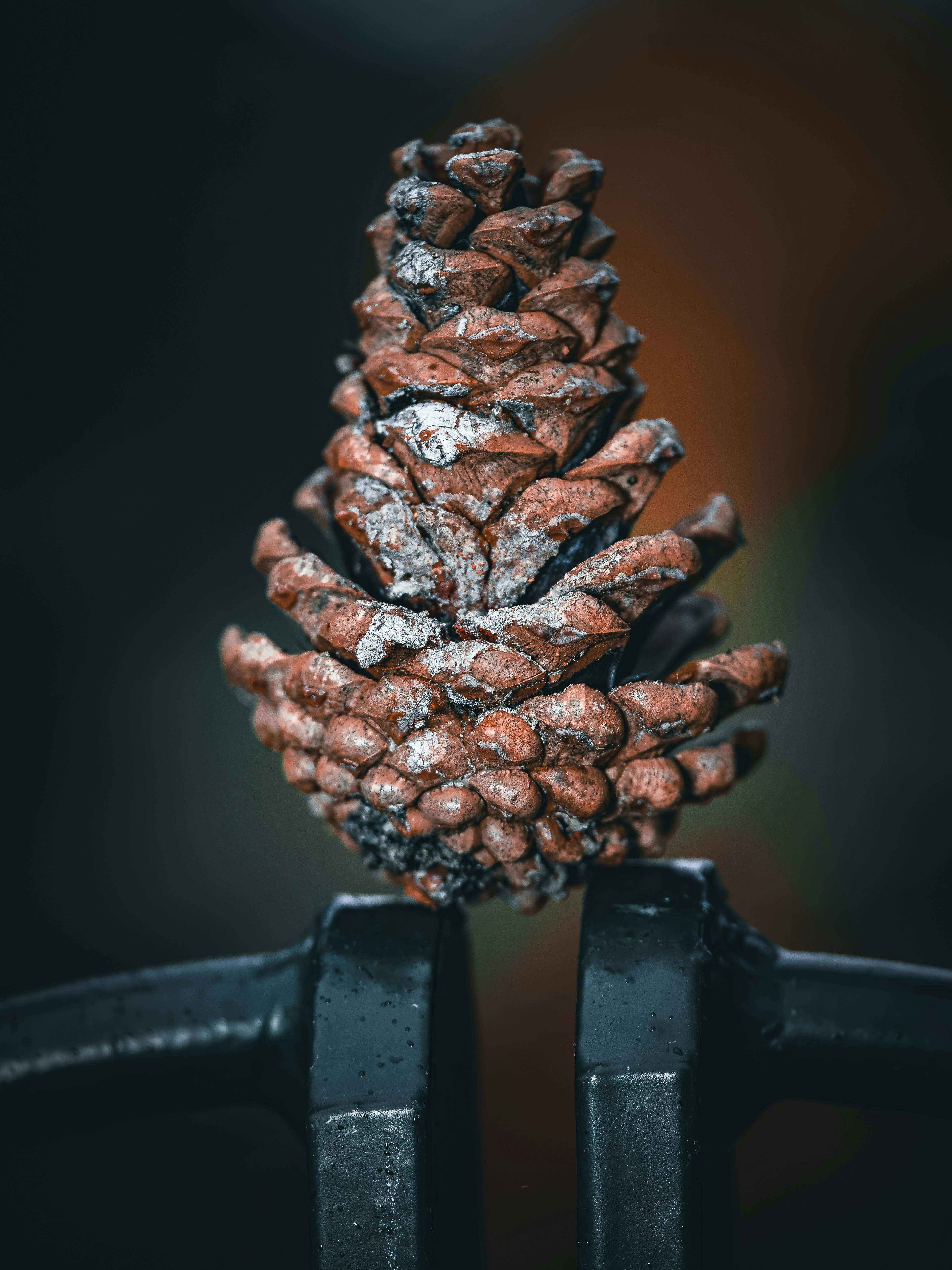 Nature's Conical Sculpture