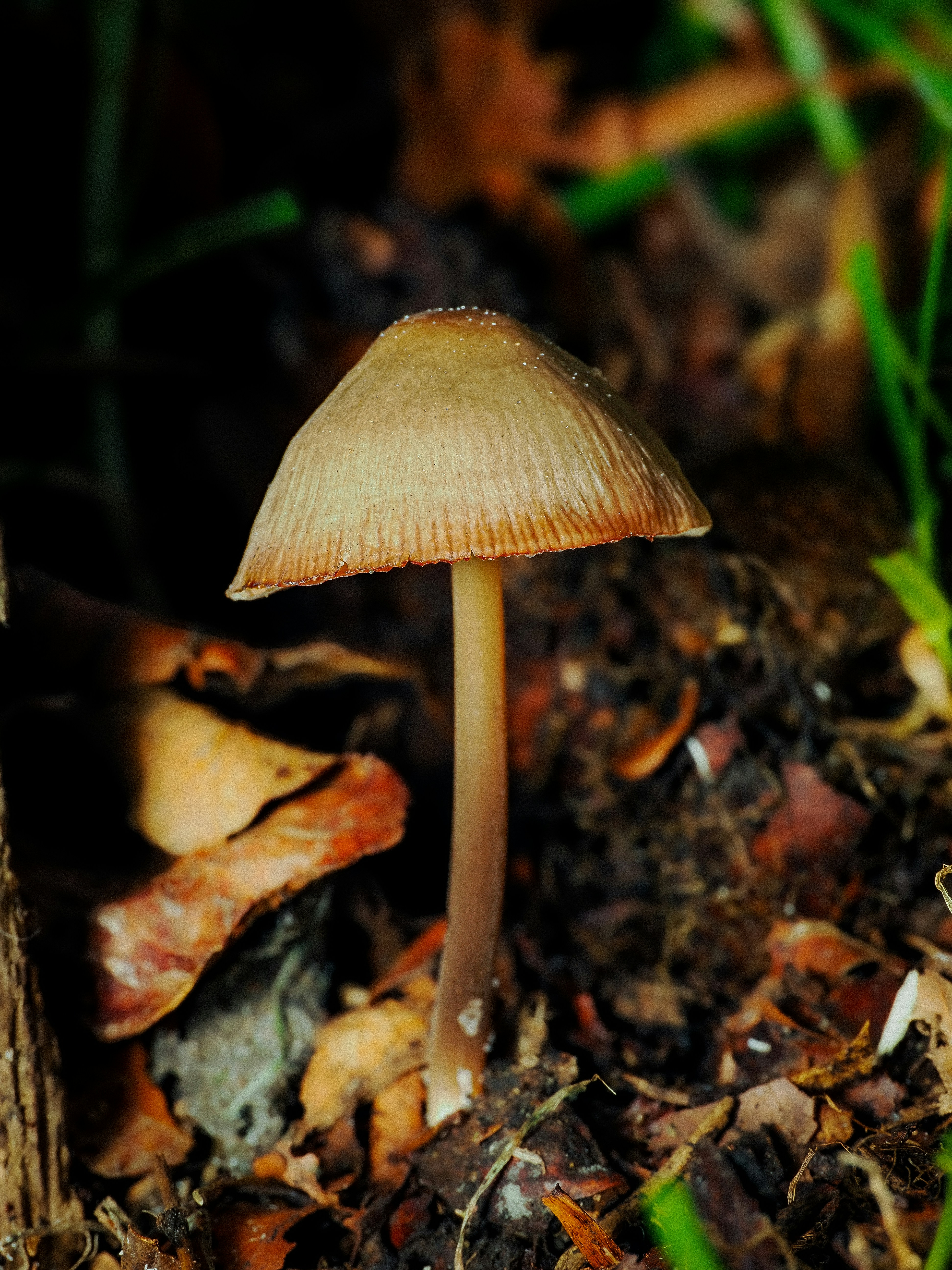 Sample photo from OM System OM-1