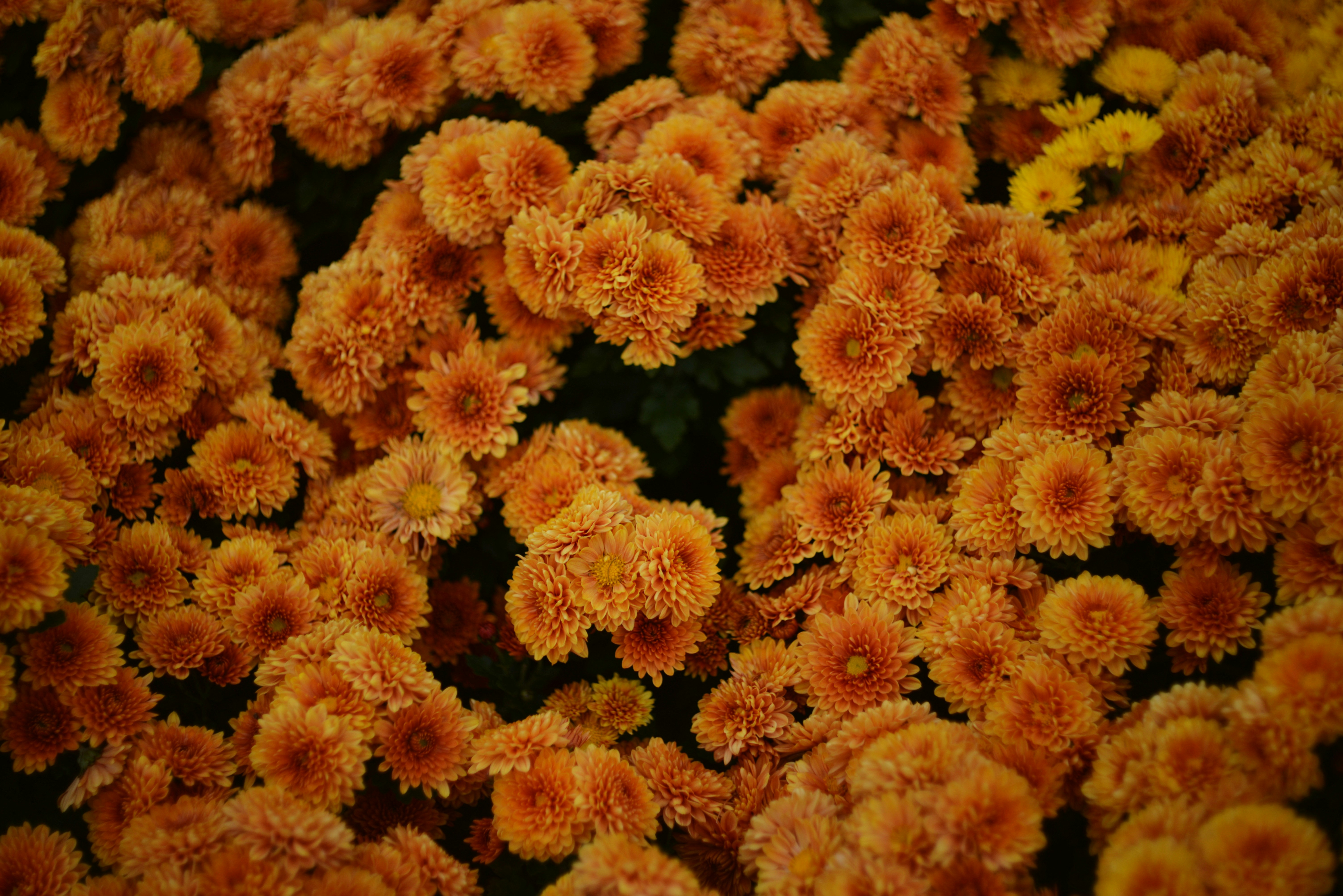 Photo by Liana S with Nikon D600