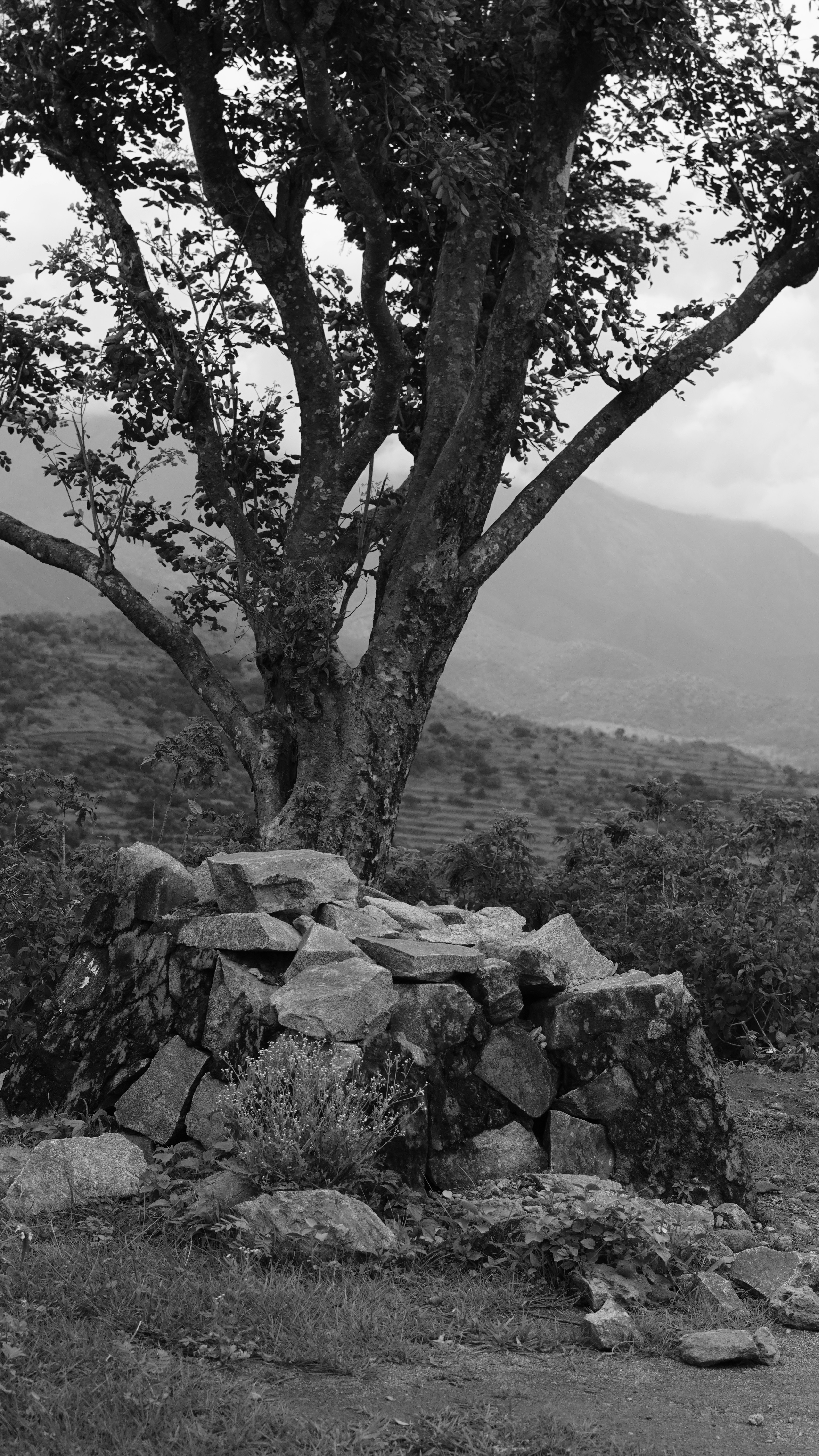 A black and white photo of a tree on a hill