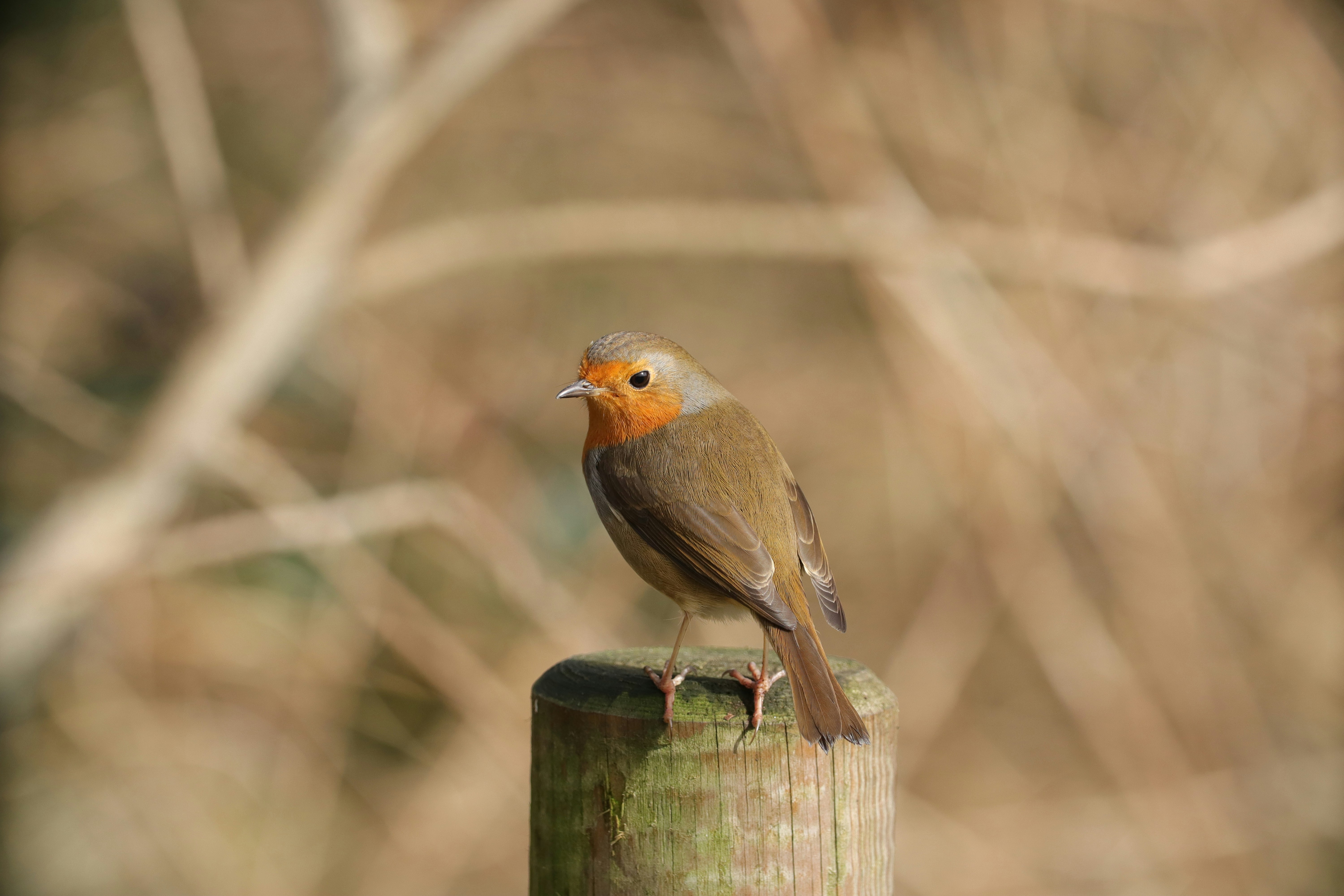 A small bird sitting on top of a wooden post photo – Free Animal Image ...