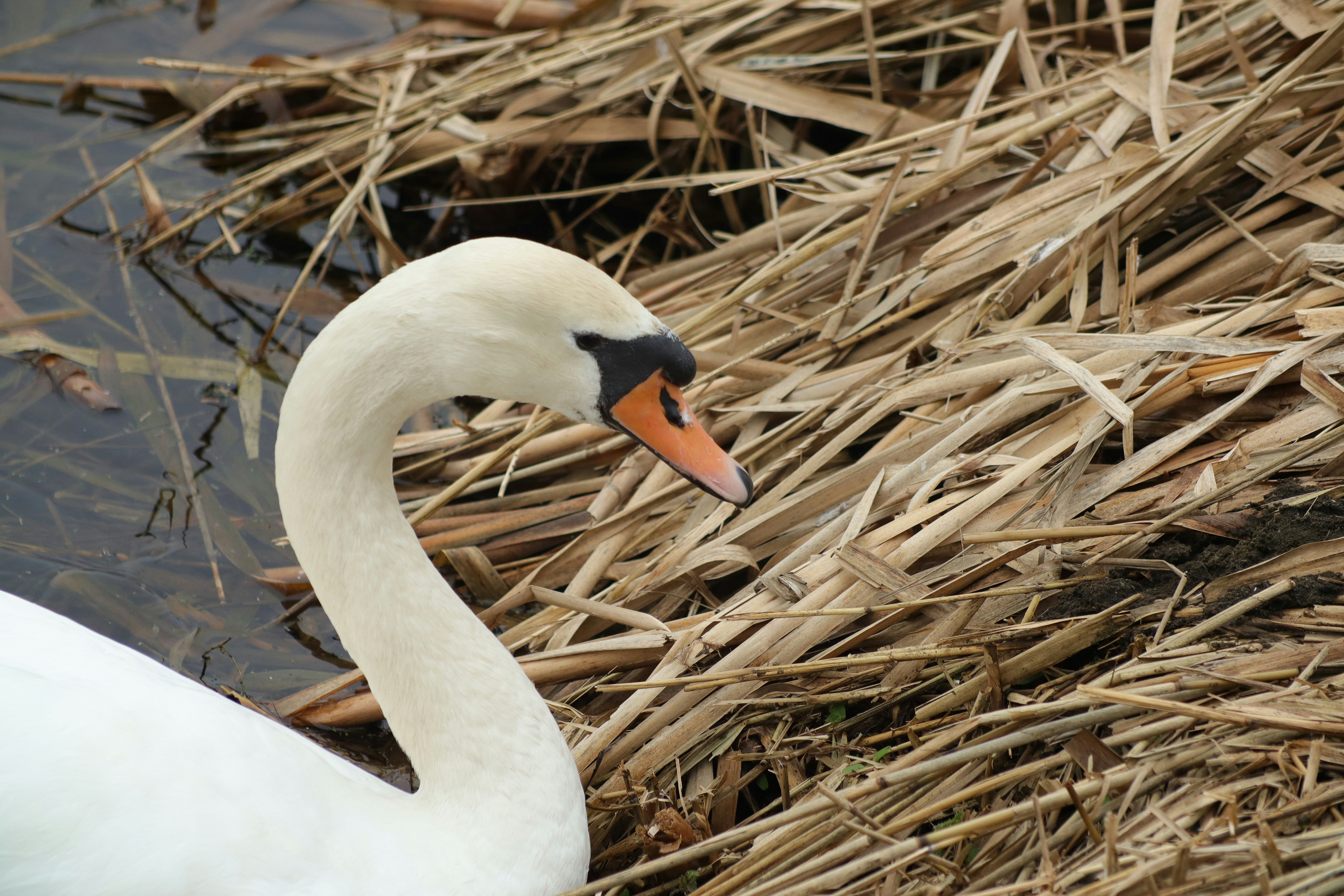 Graceful Swirl: A Swan's gaze over reeds