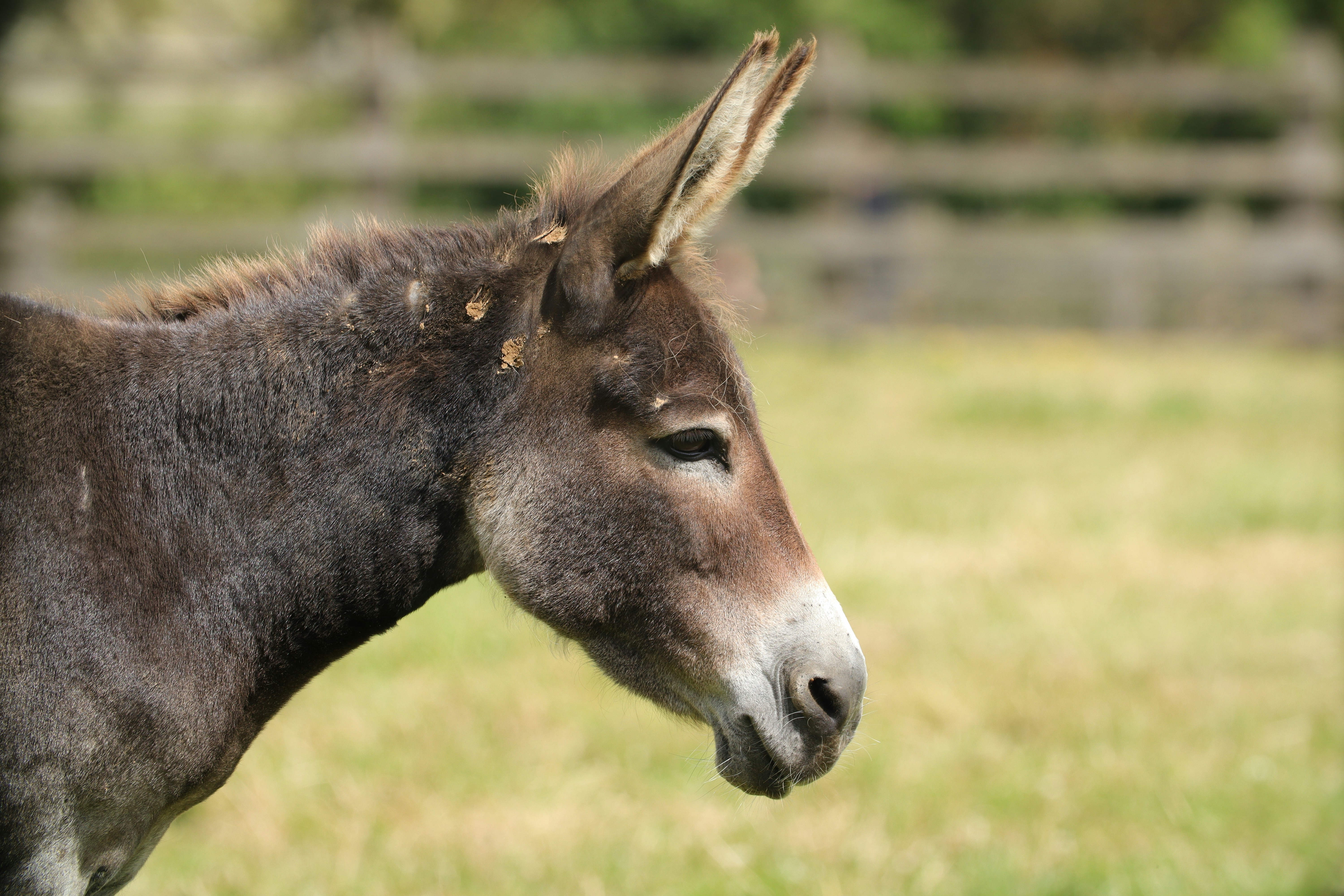 Donky Pictures | Download Free Images on Unsplash