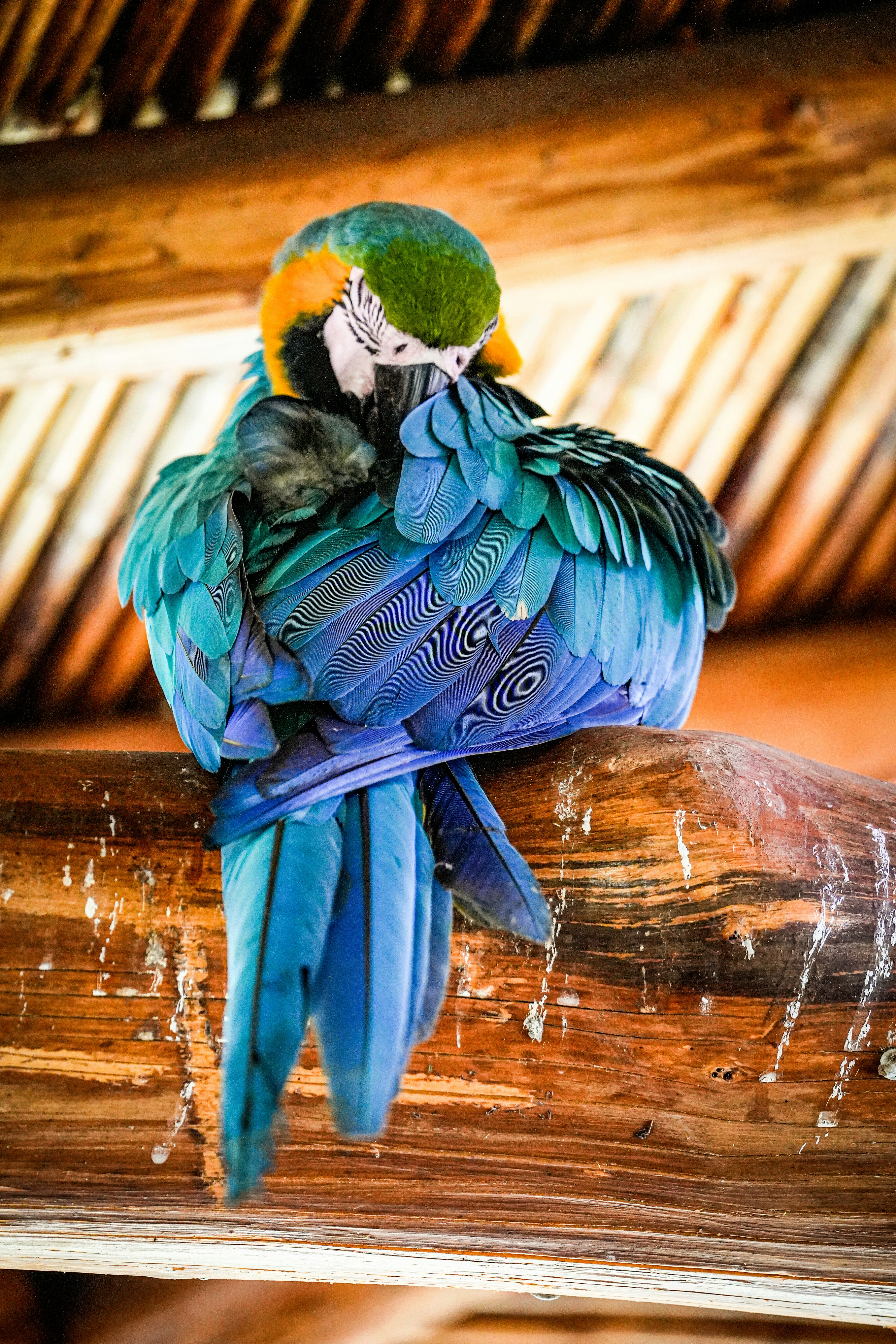 Emerald Crown in Cedar Light: Macaw Preens on a Weathered Beam