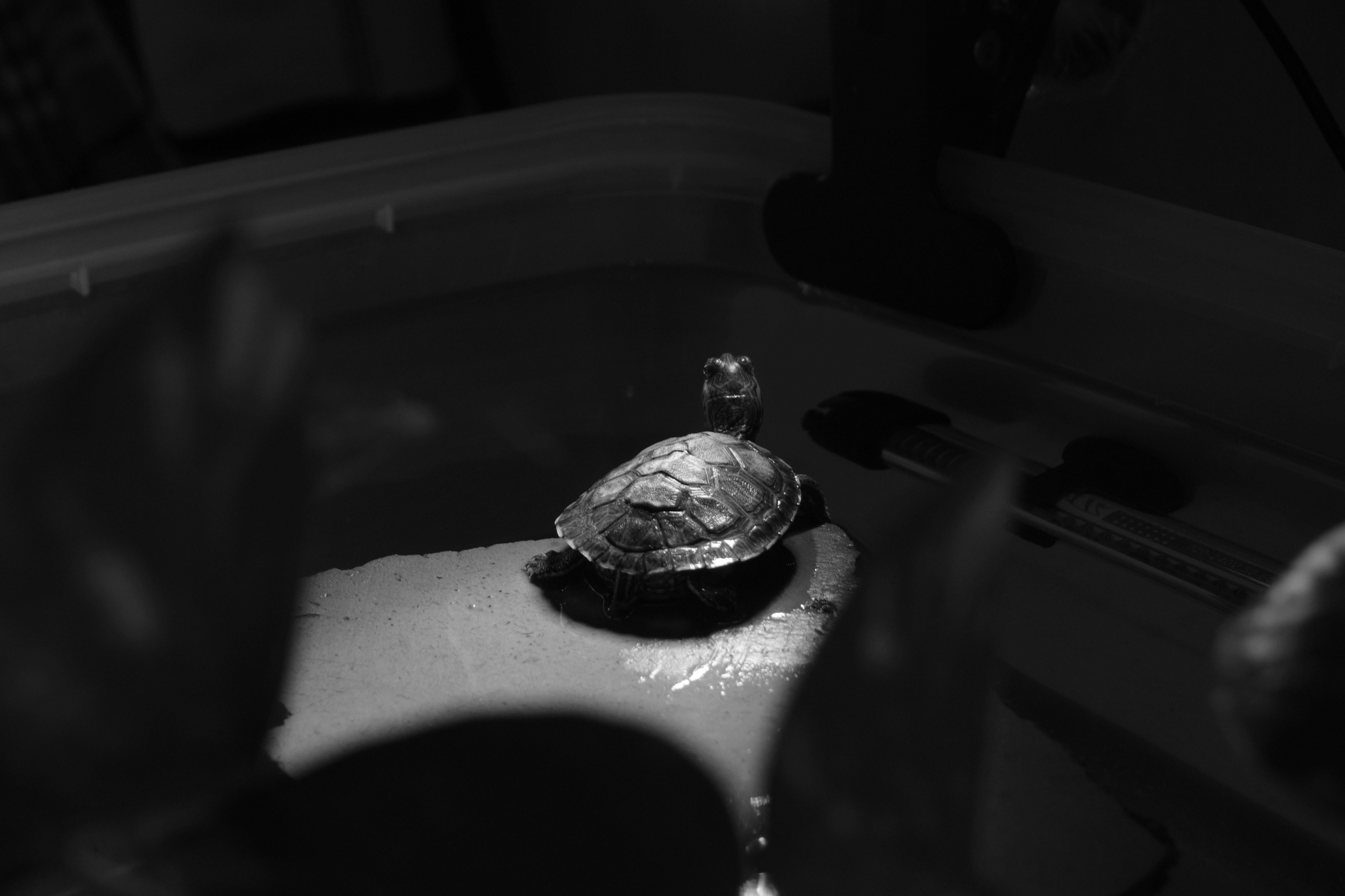 Monochrome Quietude: Tiny Turtle on a Rock in a Glass Tank