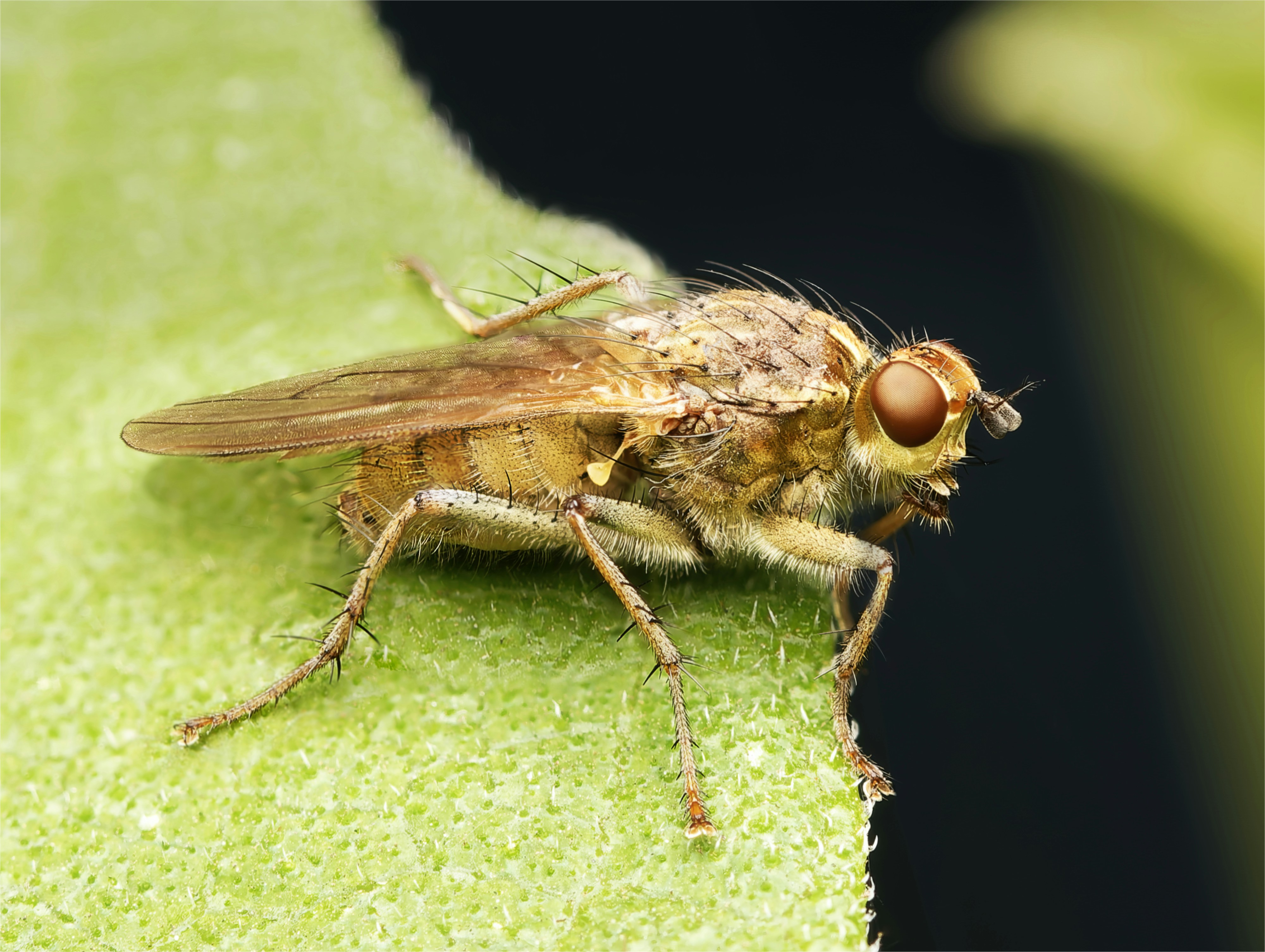 Amber-eyed Fly on a Lime Leaf: A Micro-portrait of Texture and Light