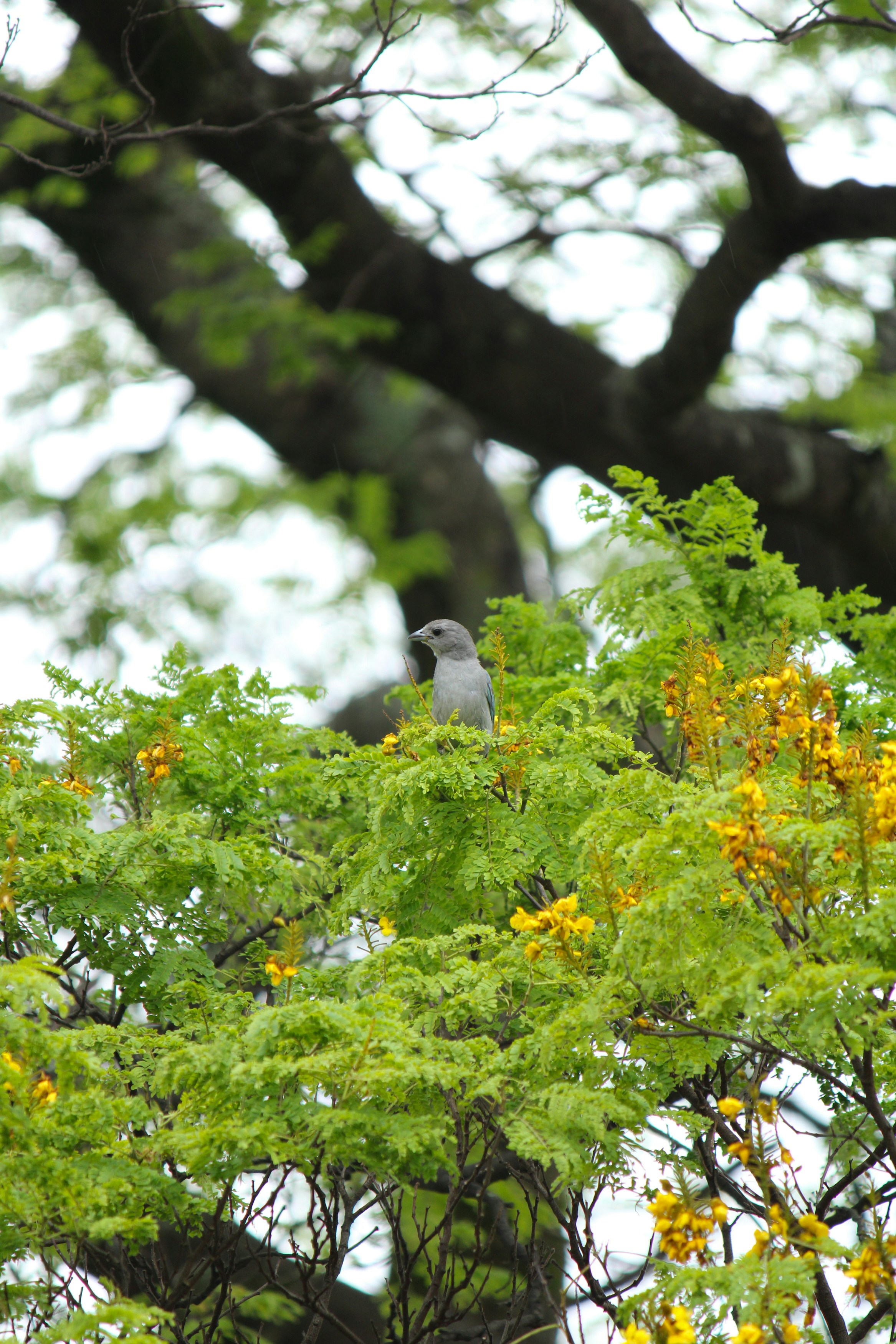 Grey Songbird Perched Among Sunlit Greenery and Golden Blooms