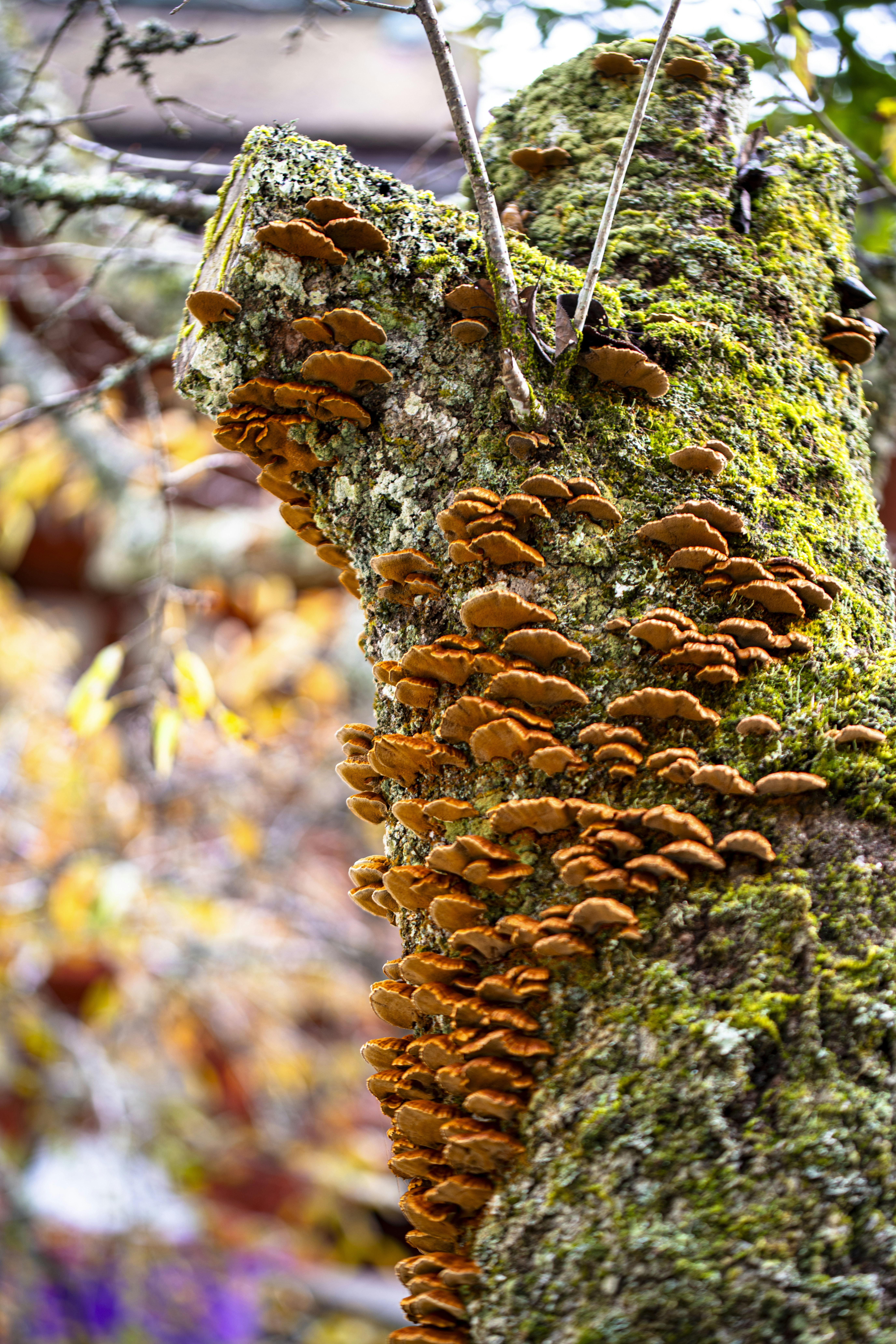Mossy Tree Trunk Adorned with Orange Shelf Fungus in Autumn Light