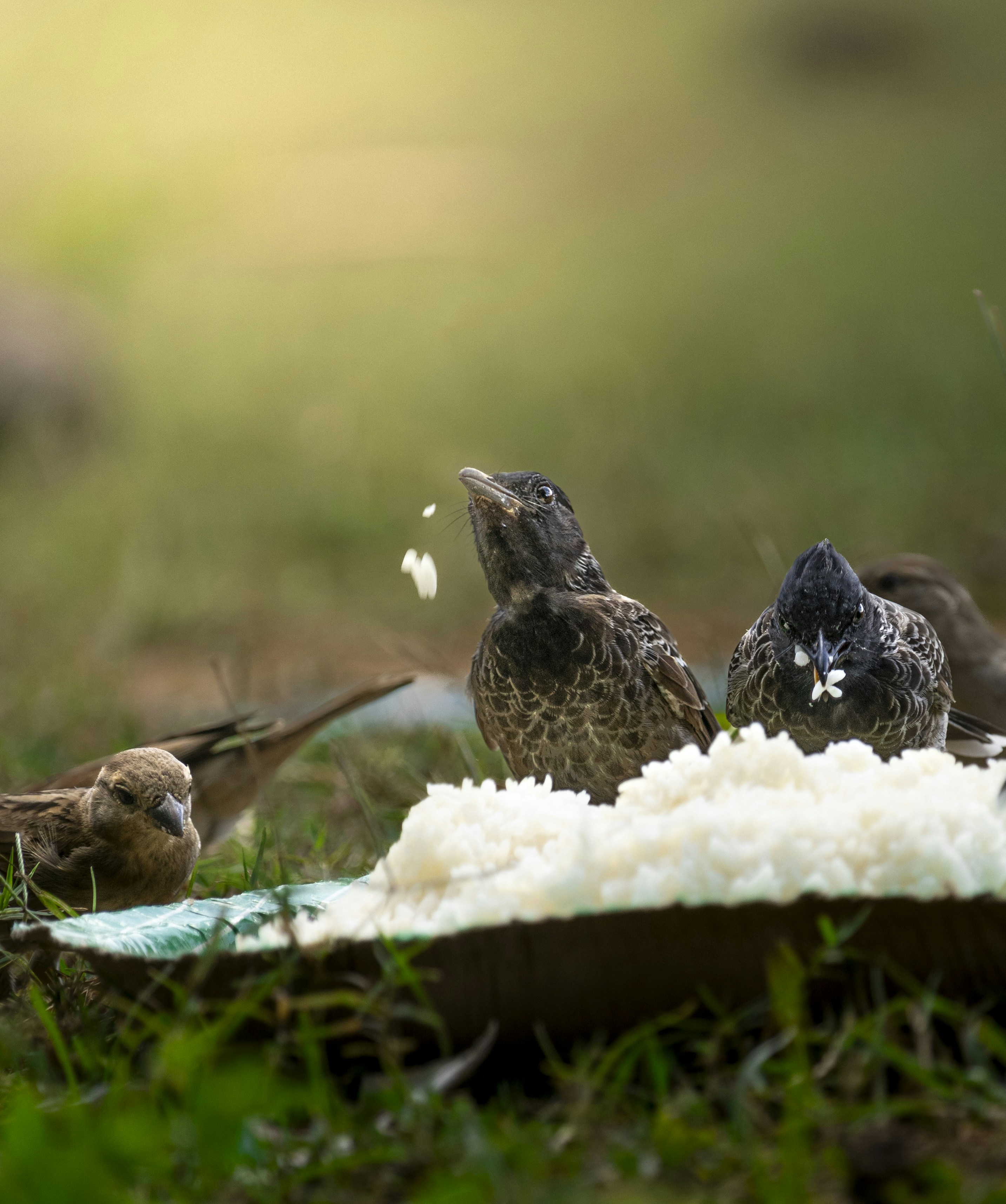 A group of birds eating out of a bowl photo – Free Wallpaper Image on ...
