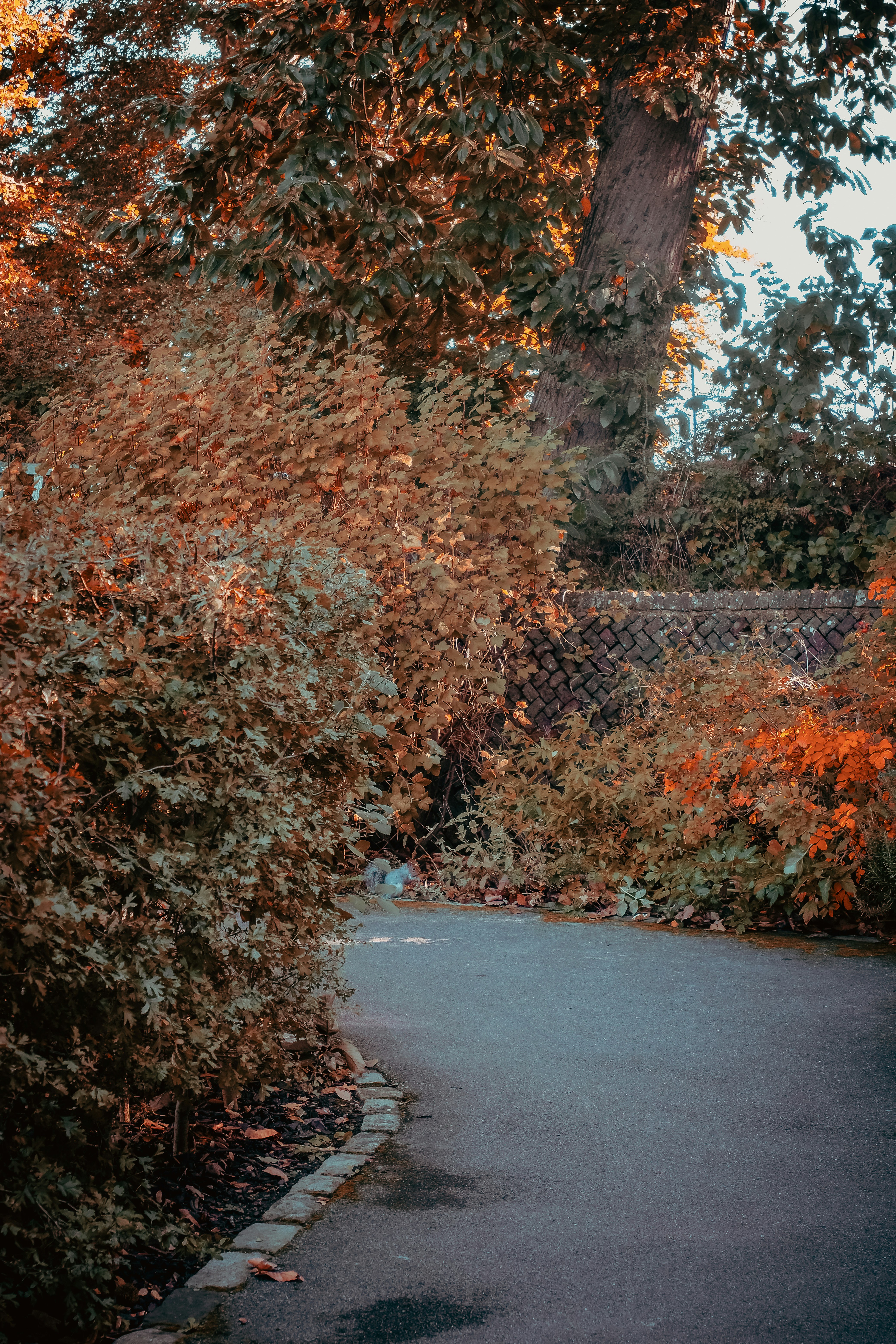 Autumn Corridor: A Quiet Path Woven Through Amber Foliage