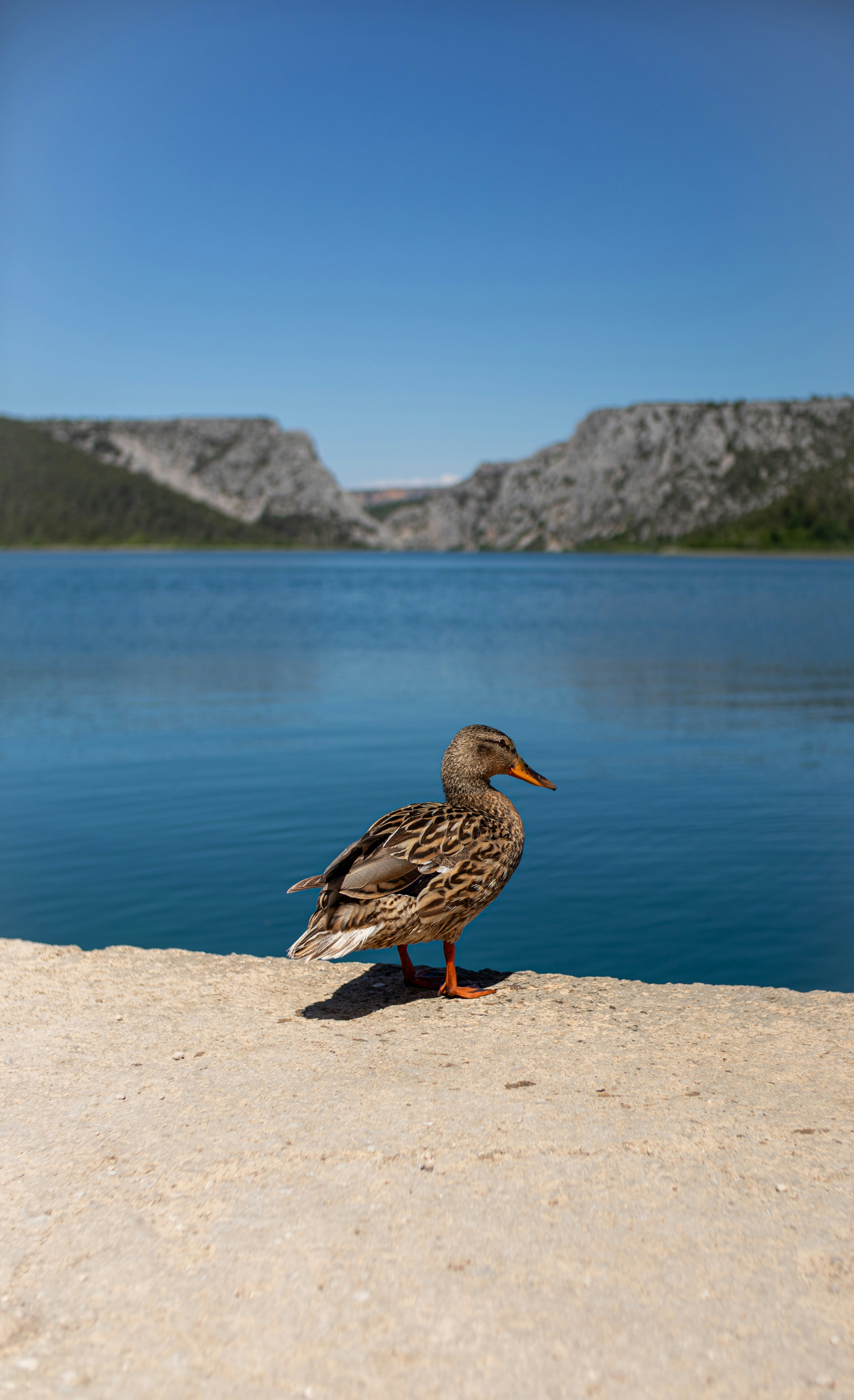 Duck at the Quiet Edge of a Glacier-Blue Alpine Lake