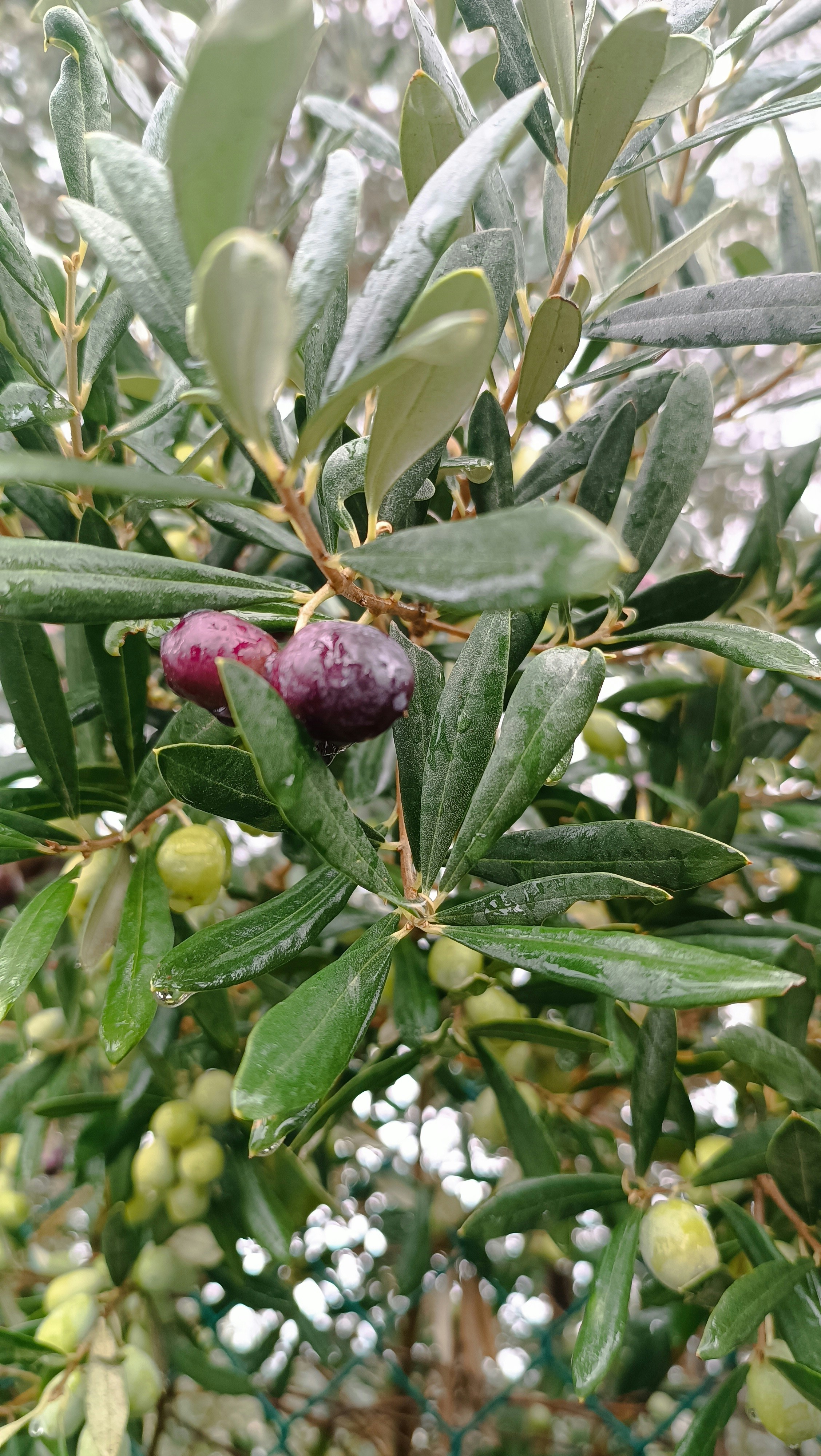 Purple Olive Among Emerald Leaves: A Quiet Close-Up