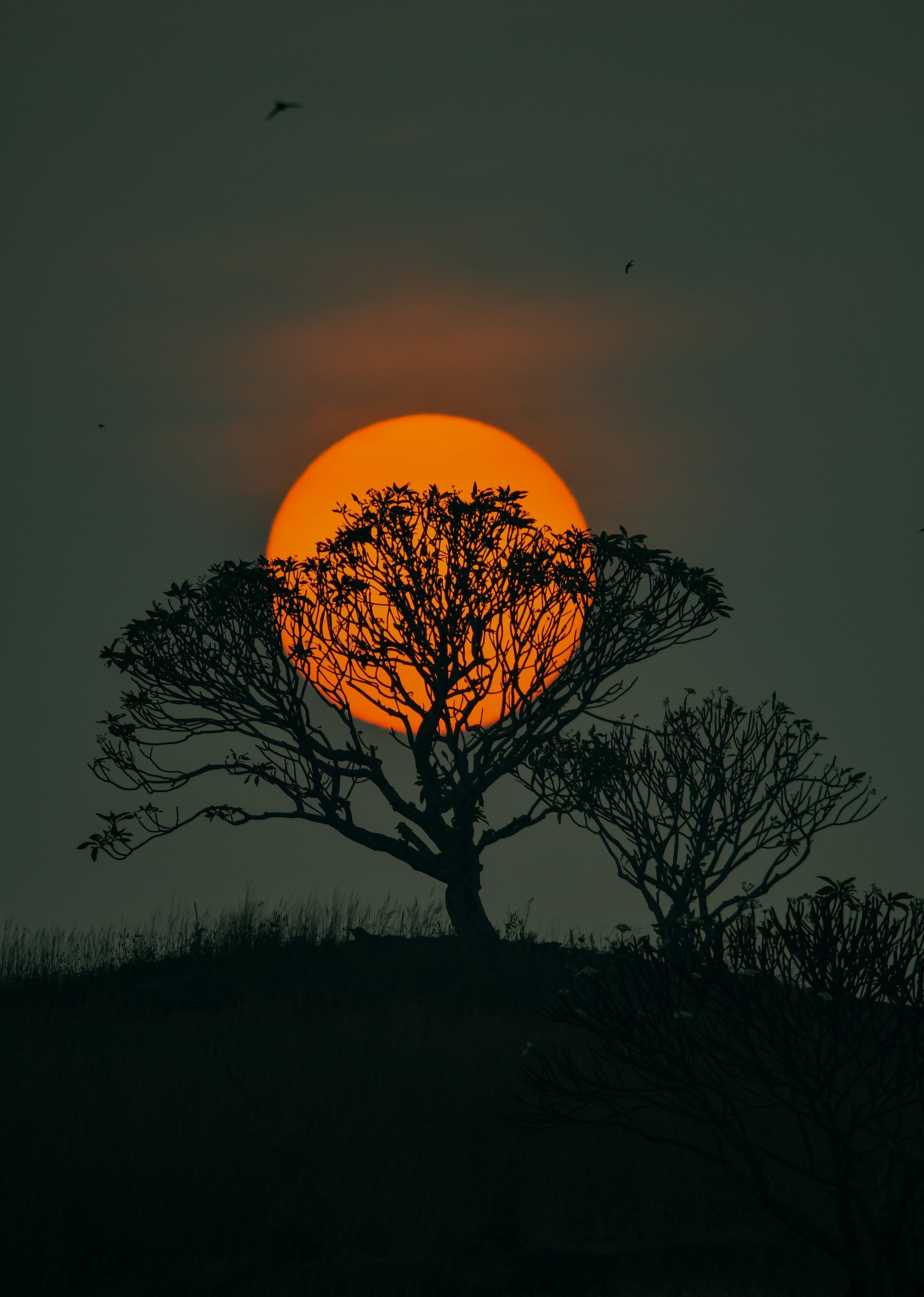 Crown of Fire: A Windswept Tree Framing a Fiery Sunset