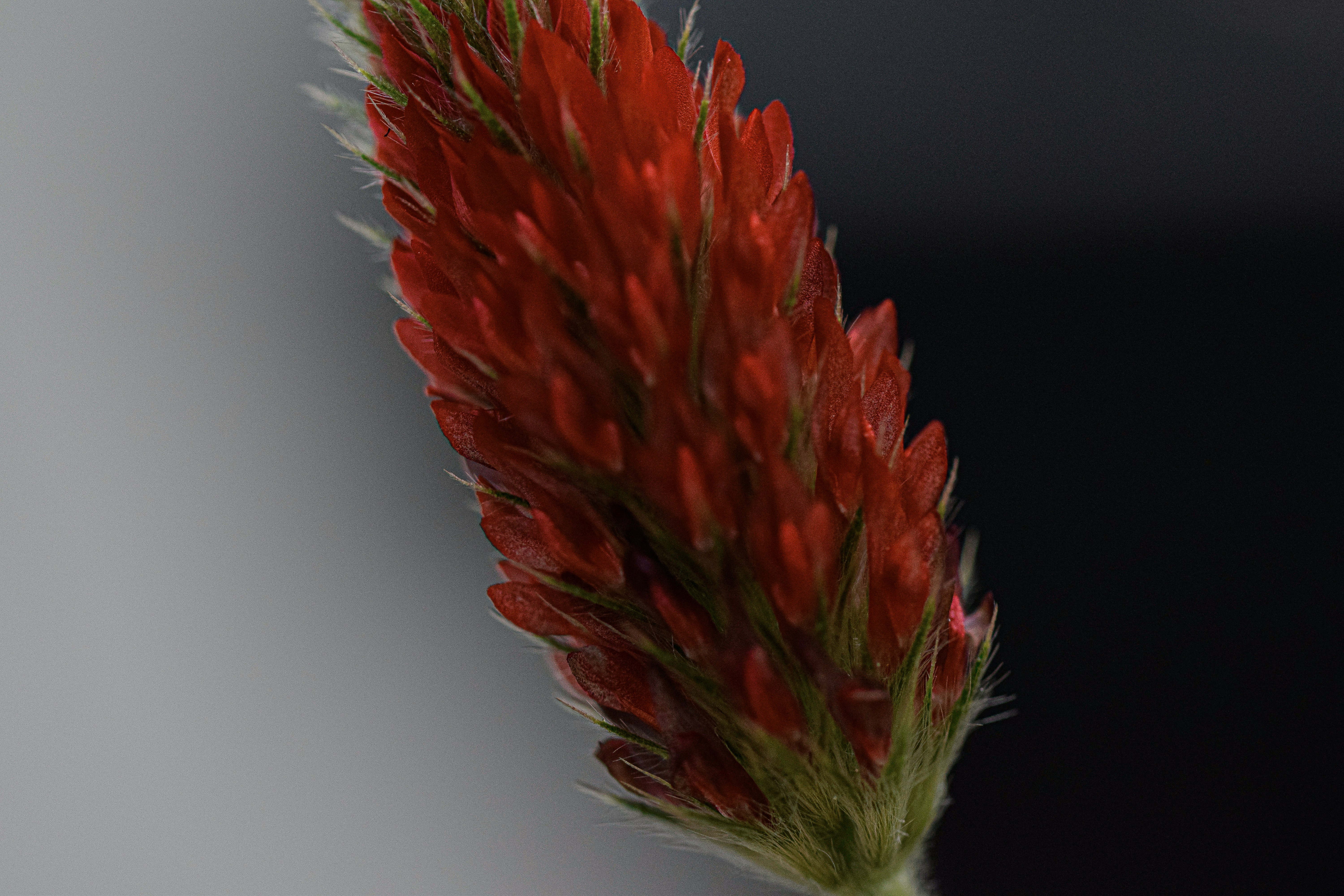 Crimson Spike in Velvet Focus: A Macro Study of Red Flora