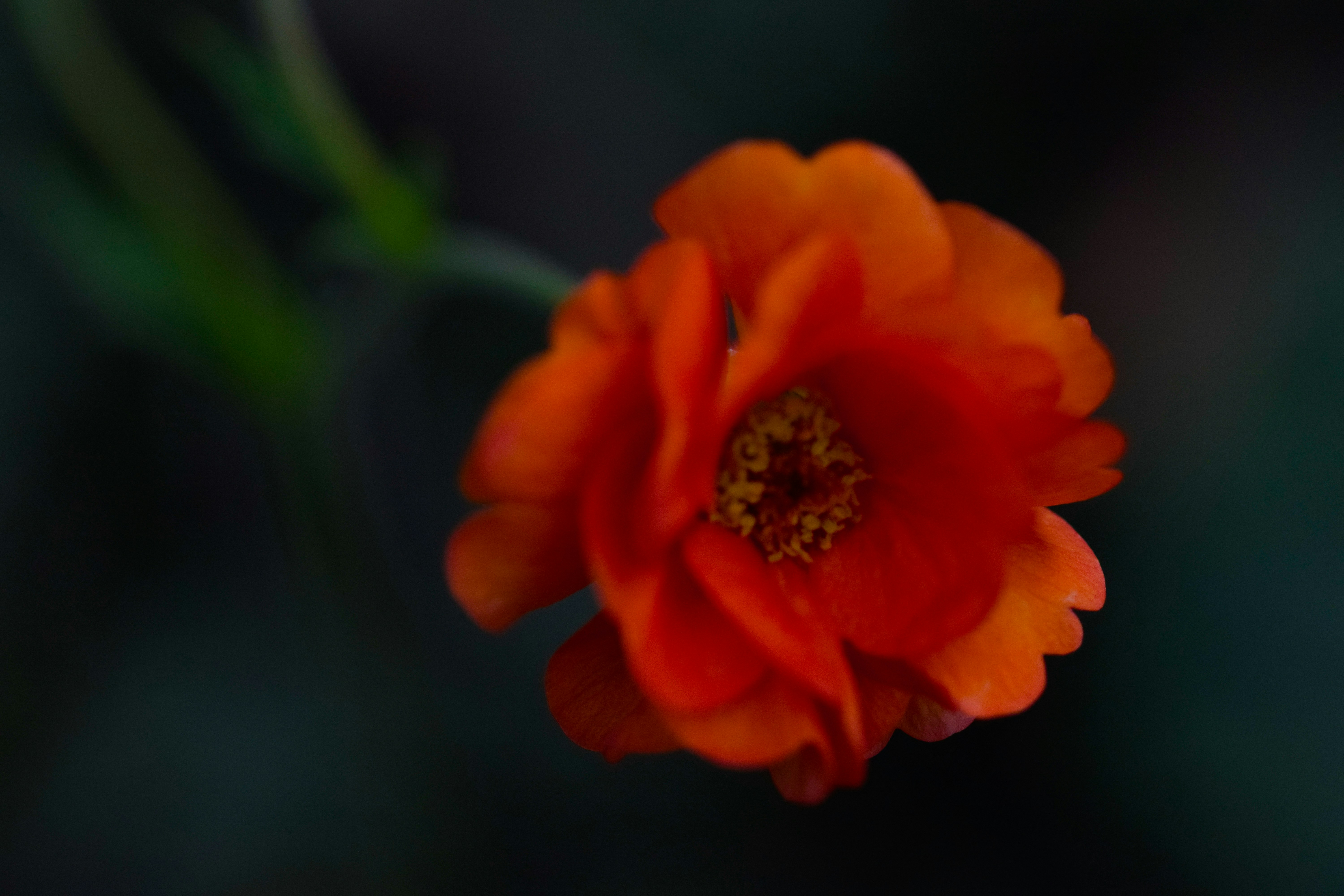 Monique Diericx (@moniquedi) | Komunitas Foto Unsplash