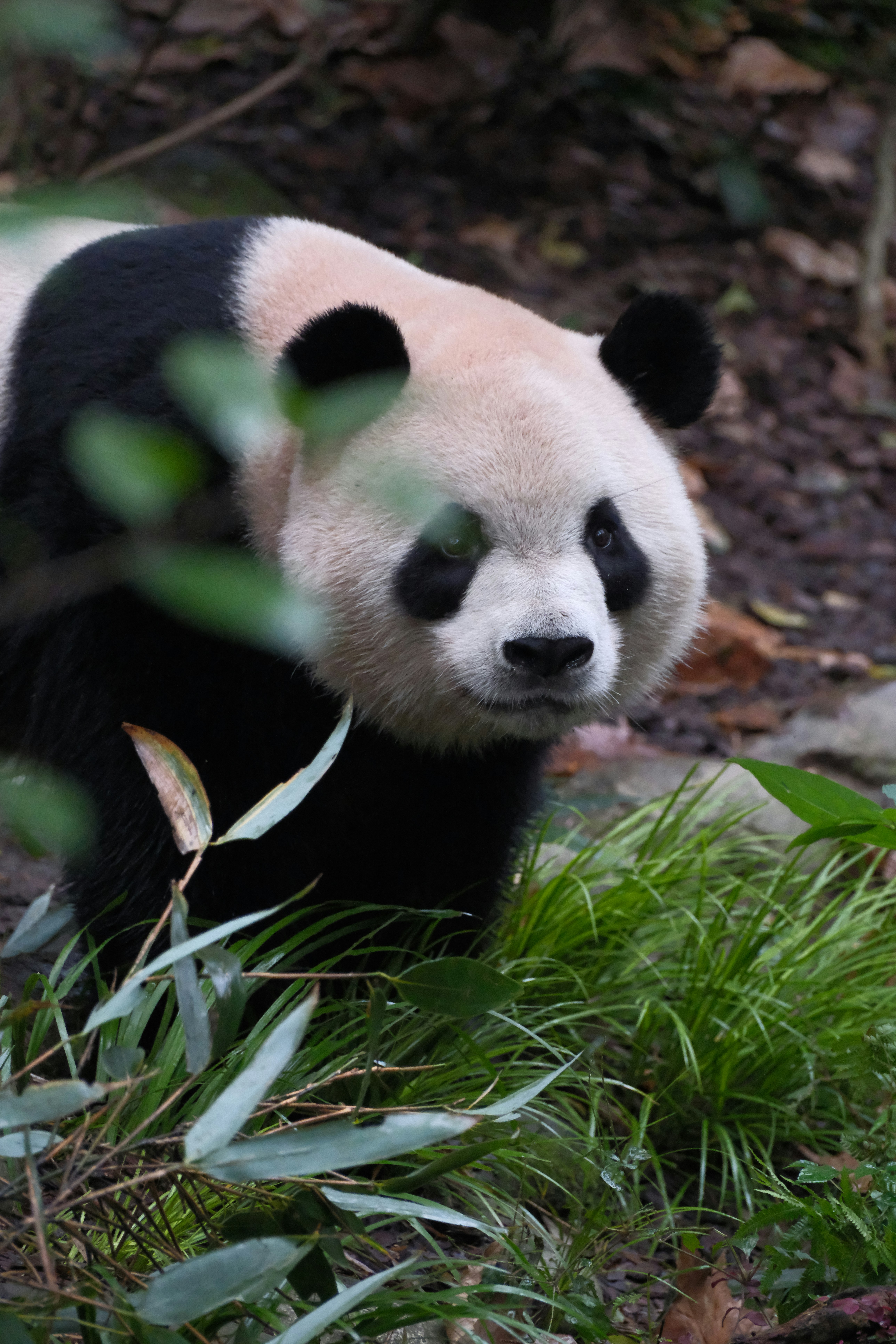 A panda bear walking through a lush green forest photo – Free Animal ...